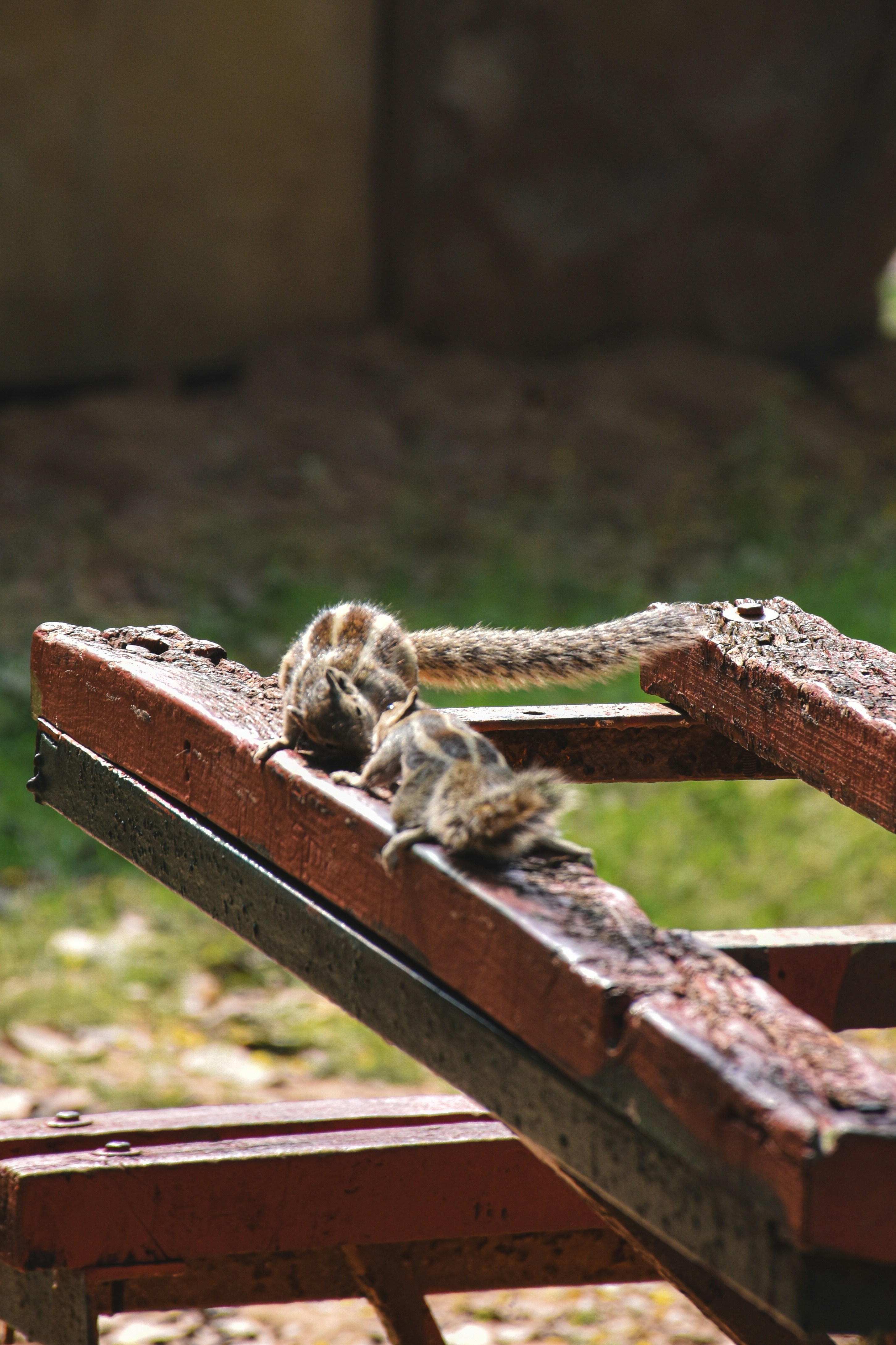 Curled on Red Iron: Squirrels Rest on a Weathered Scaffold