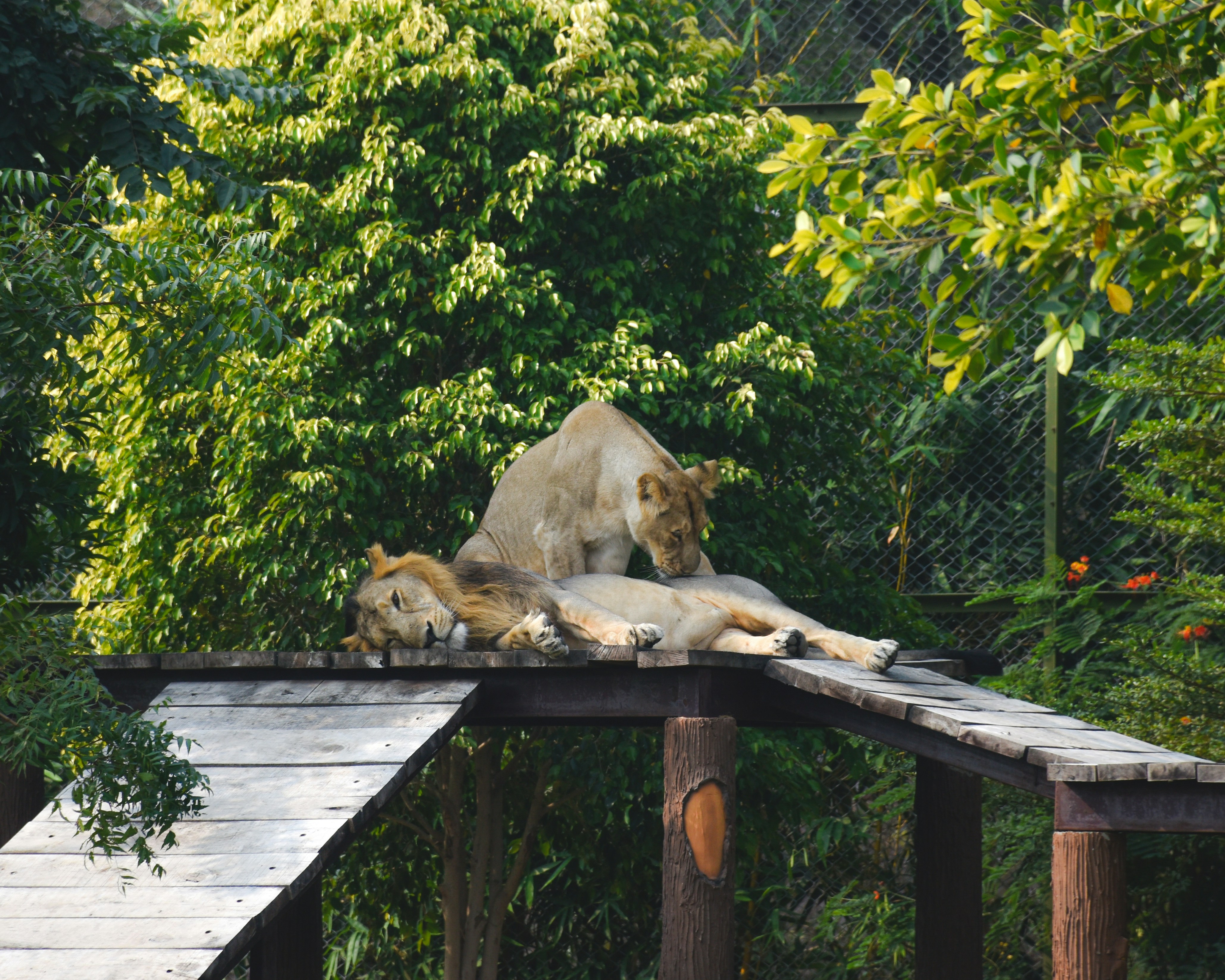 Two lions resting on a wooden platform photo – Free Animal Image on ...