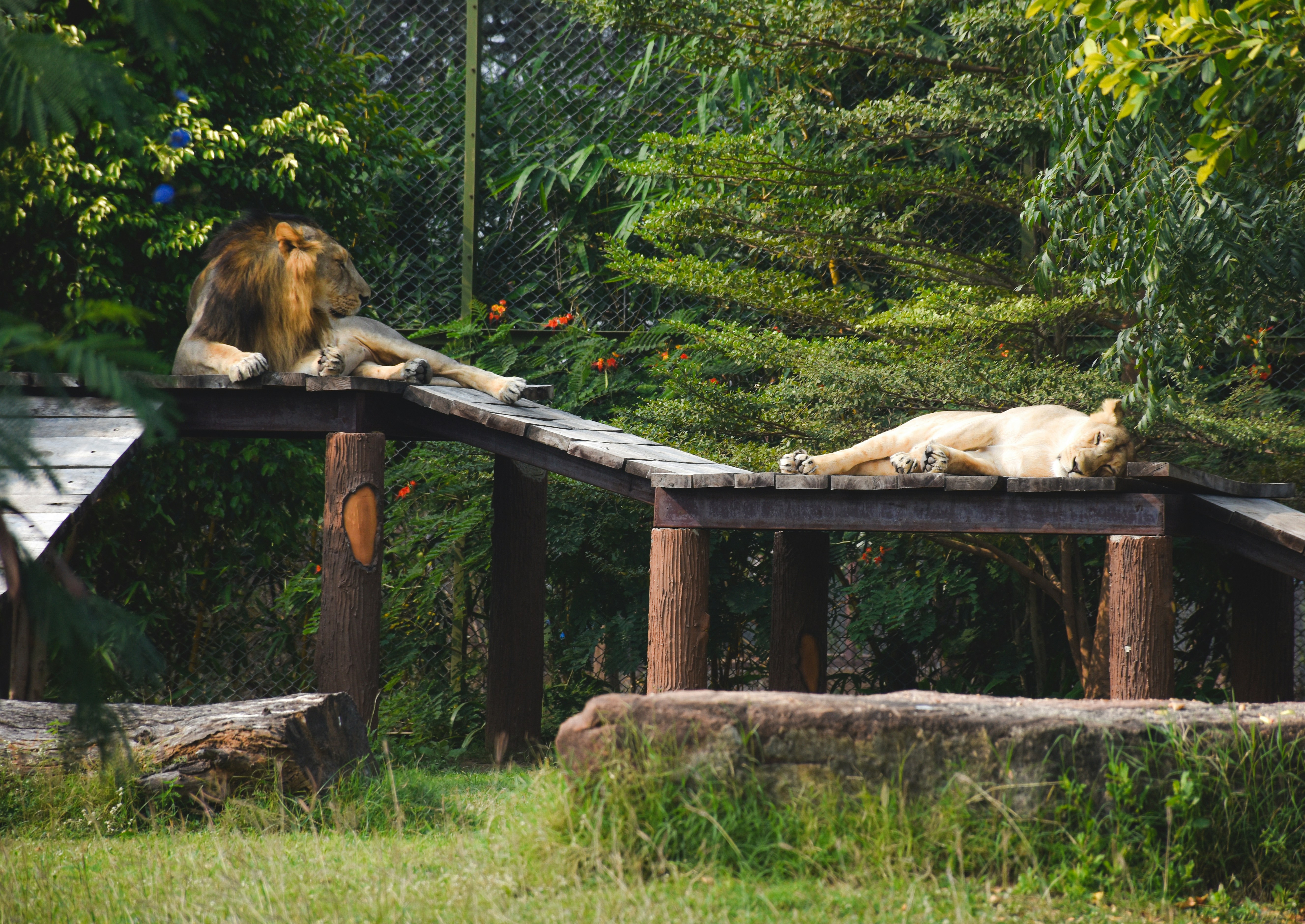A Pair of Primates Rest on a Wooden Ramp Above Grass and Foliage