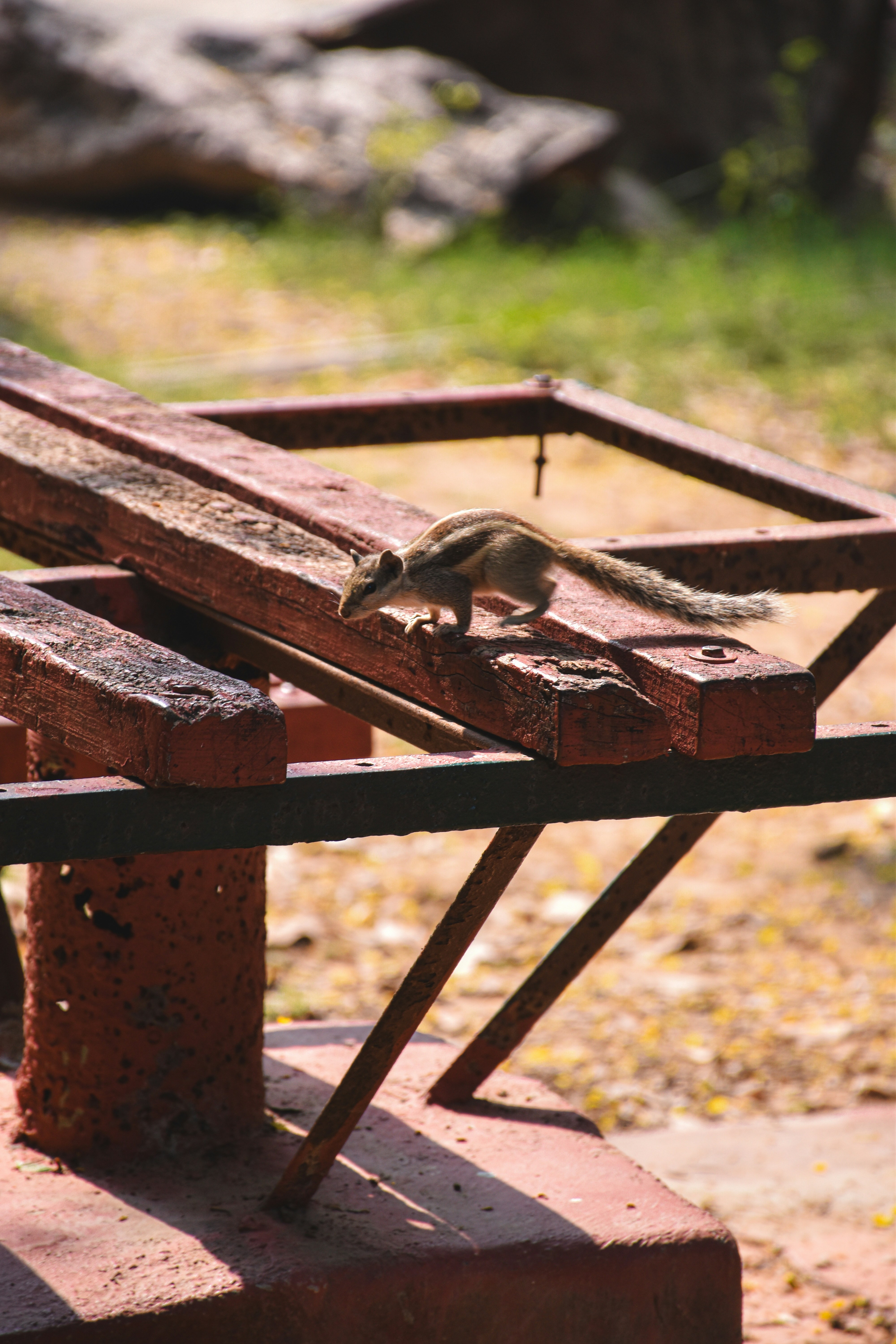 Squirrel on a Spotted Iron Frame