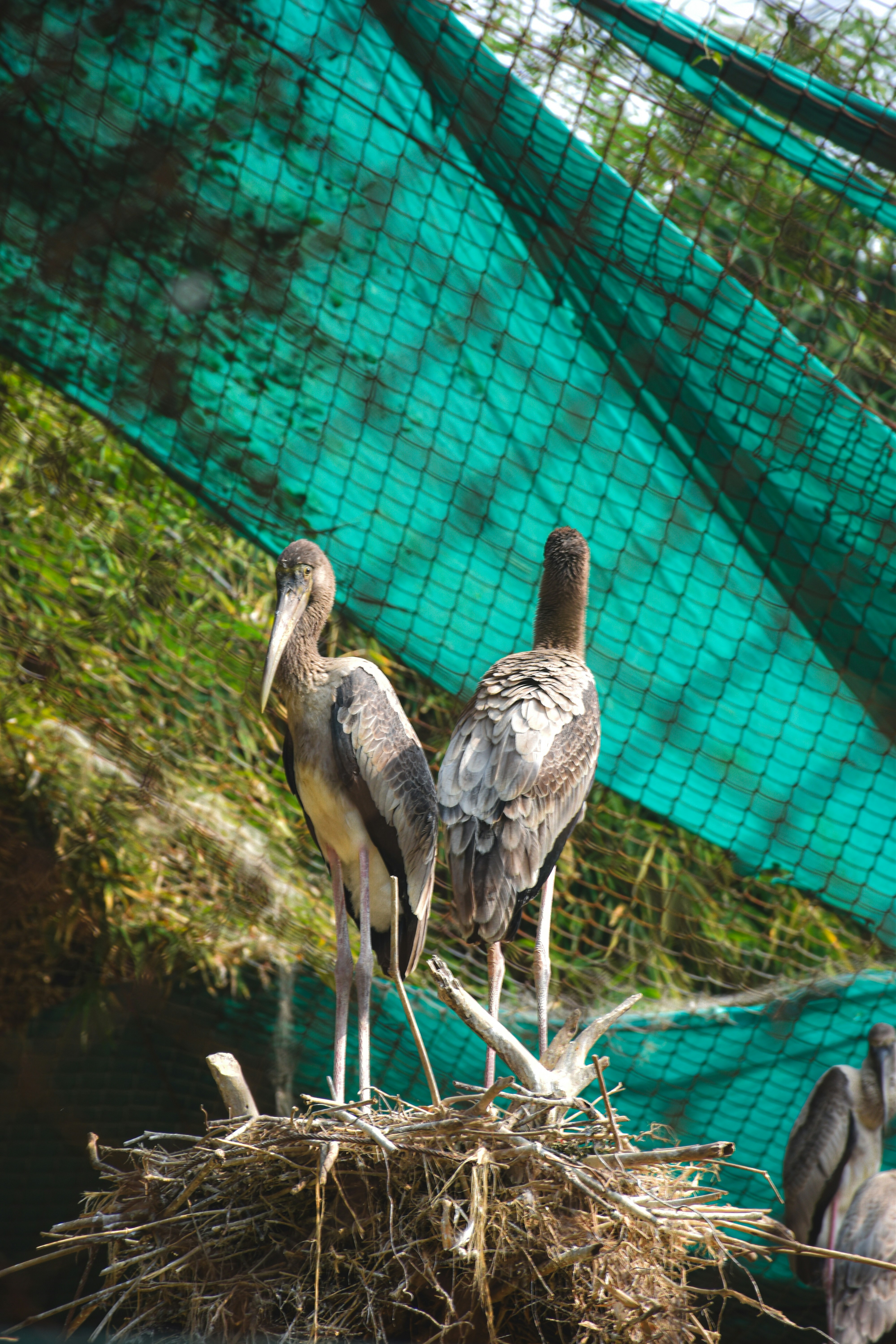 Two Pelicans on a Nest Beneath Teal Mesh Canopy
