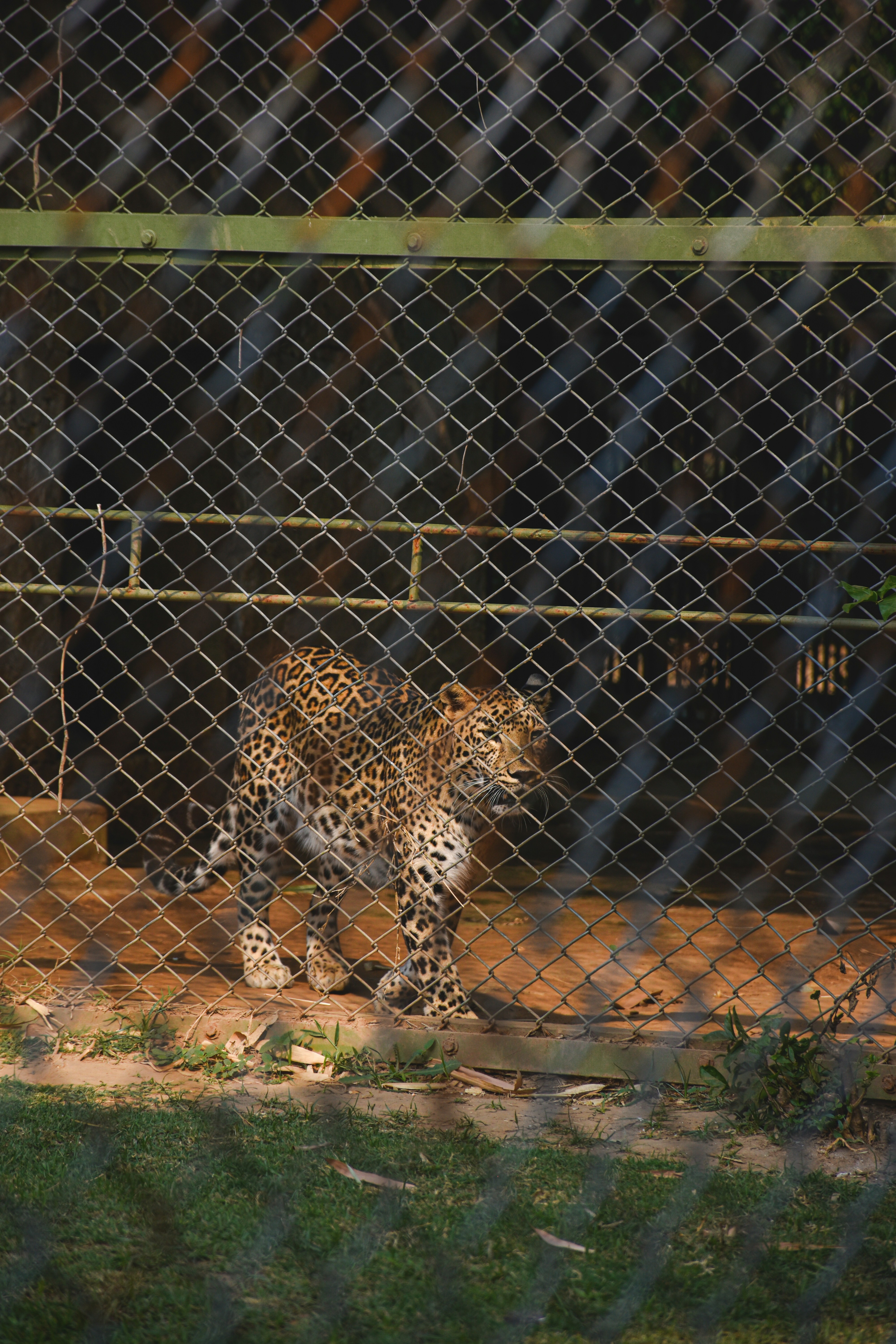 Leopard in a Chain-Link Frame