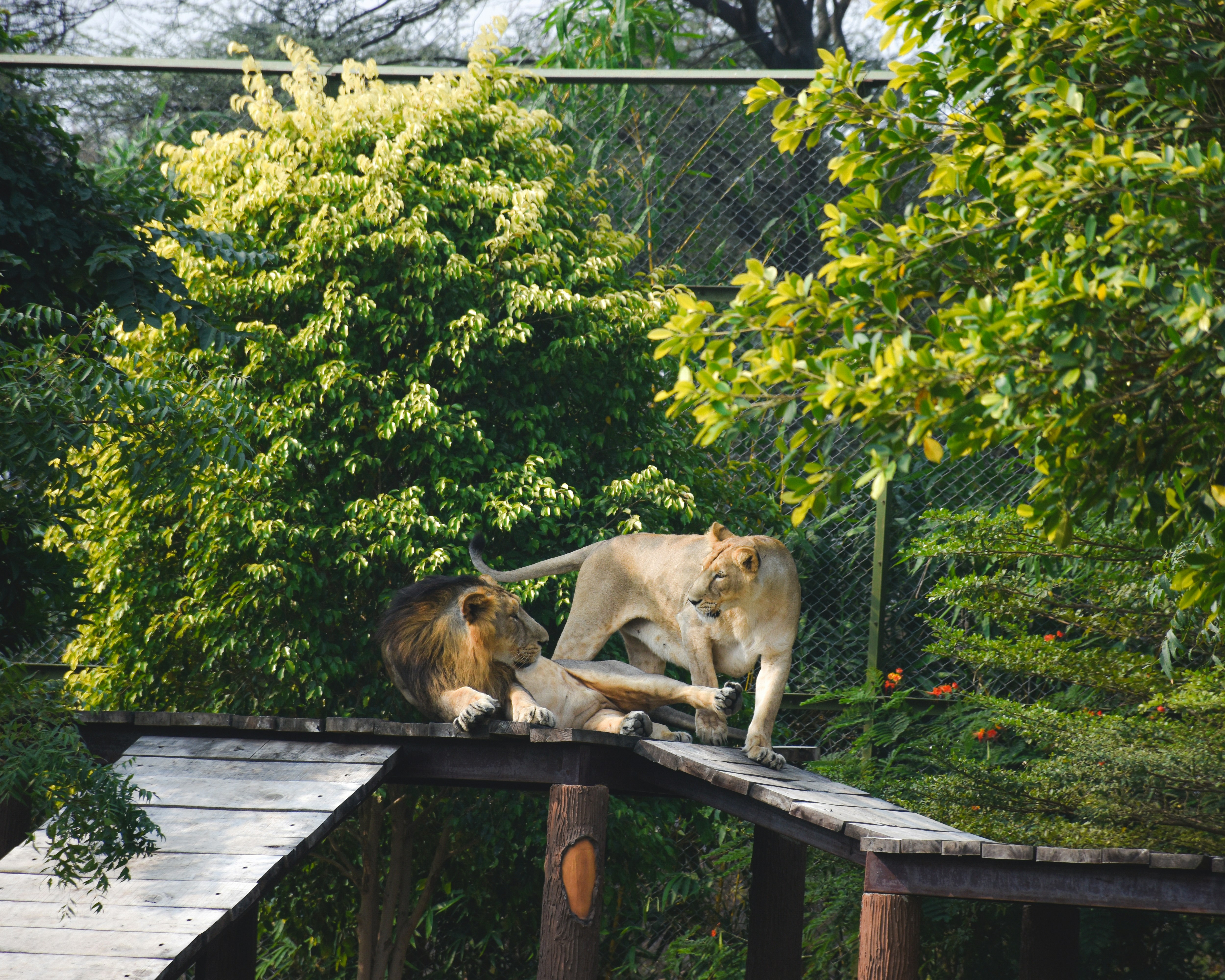 Lions at the Bridge: A Quiet Moment on the Wooden Weir