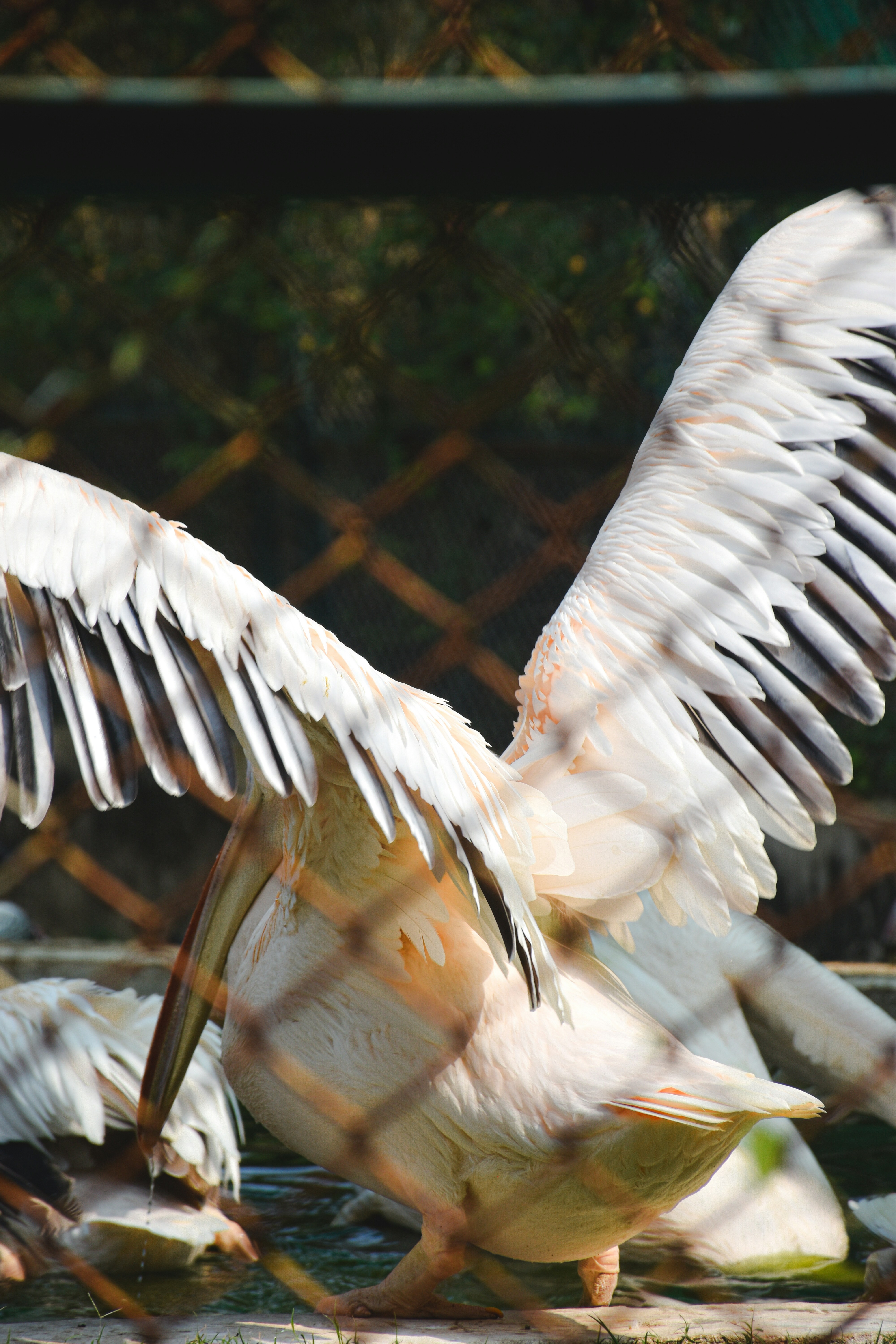 Winged Burst: A Pelican Splash with Mesh of Chain-Link Shadow