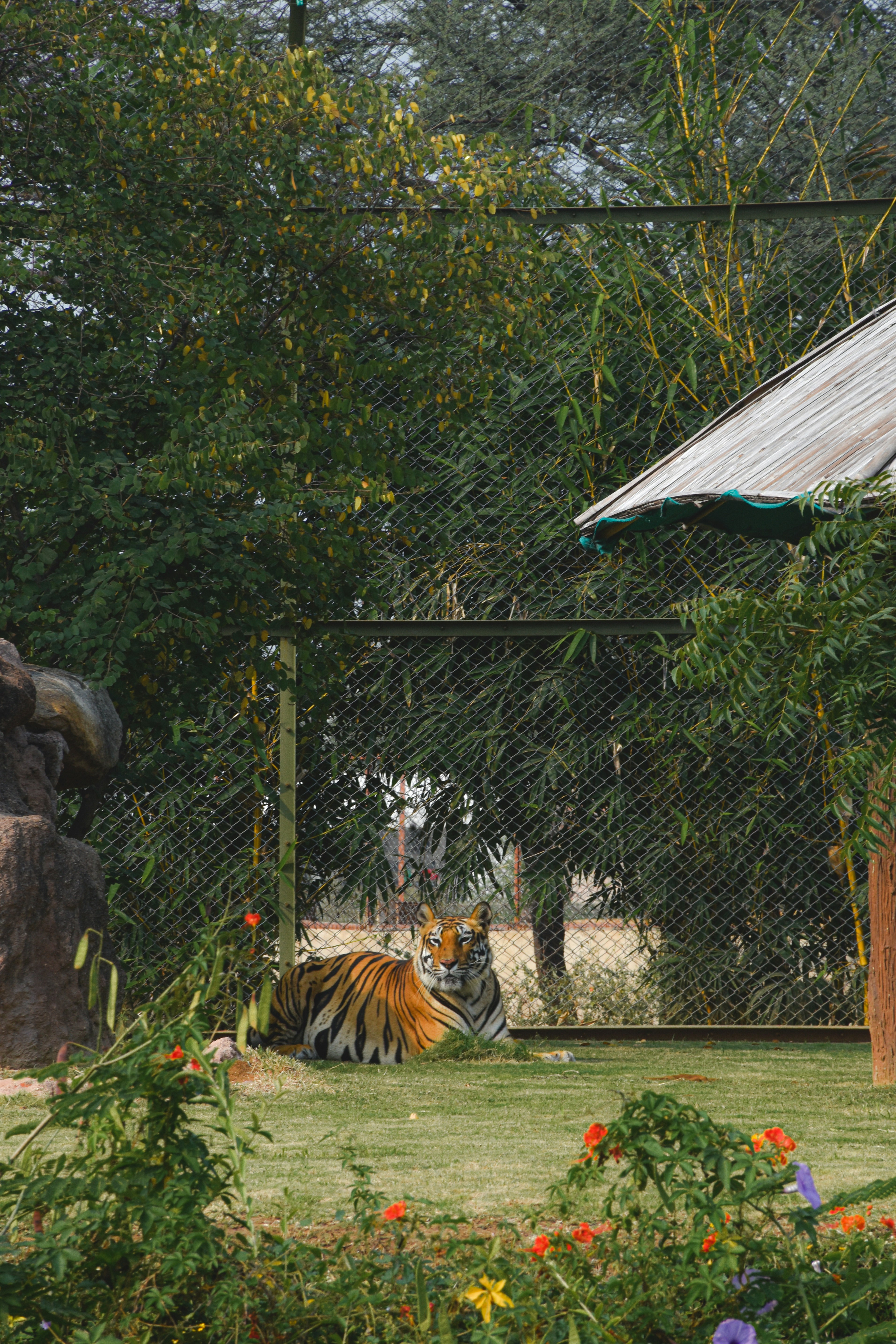 Tiger of the enclosure: a quiet moment in the sunlit yard