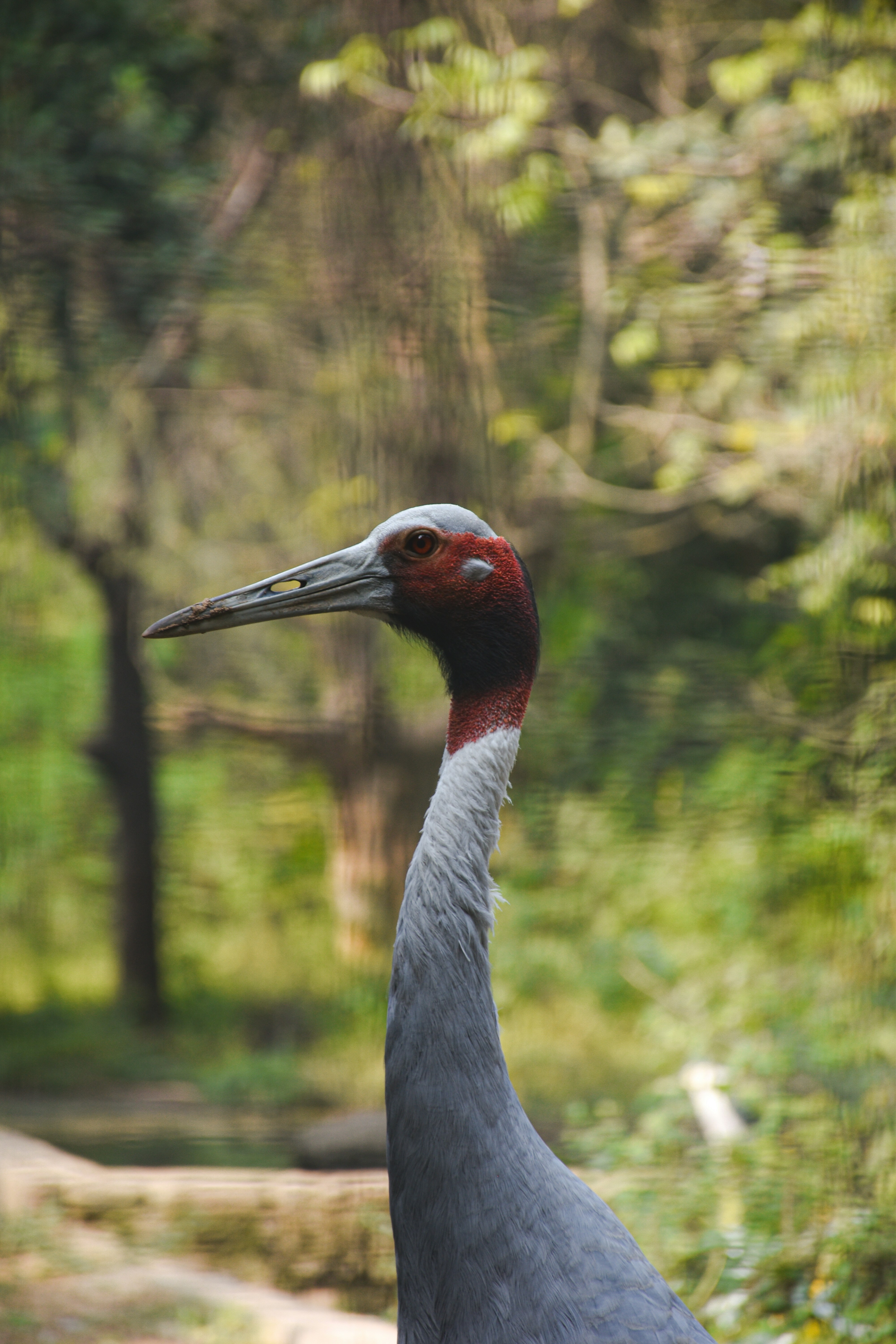 A grey crane with a red head and neck. photo – Free Animal Image on ...
