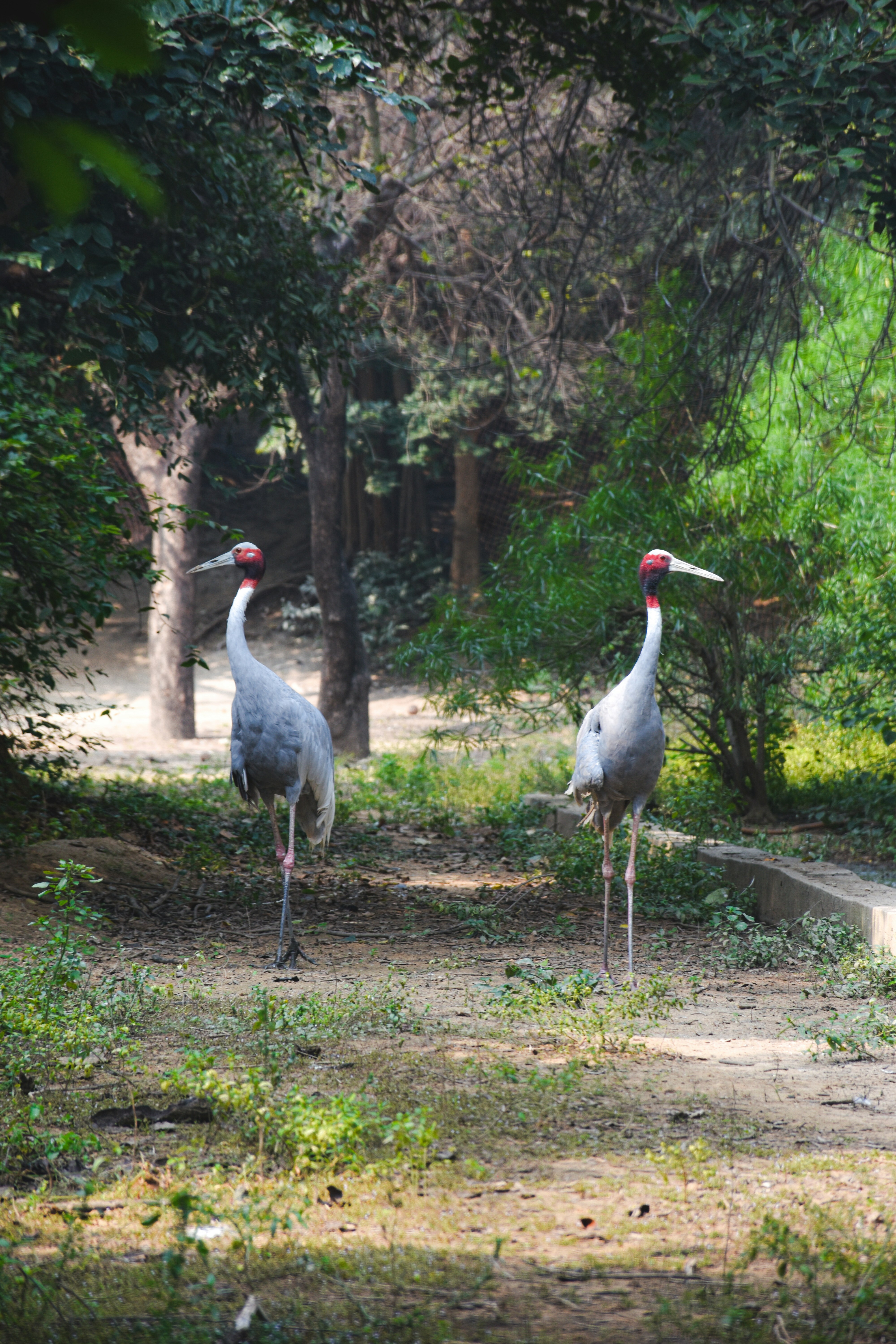Twin Cranes in a Quiet Riverside Glade