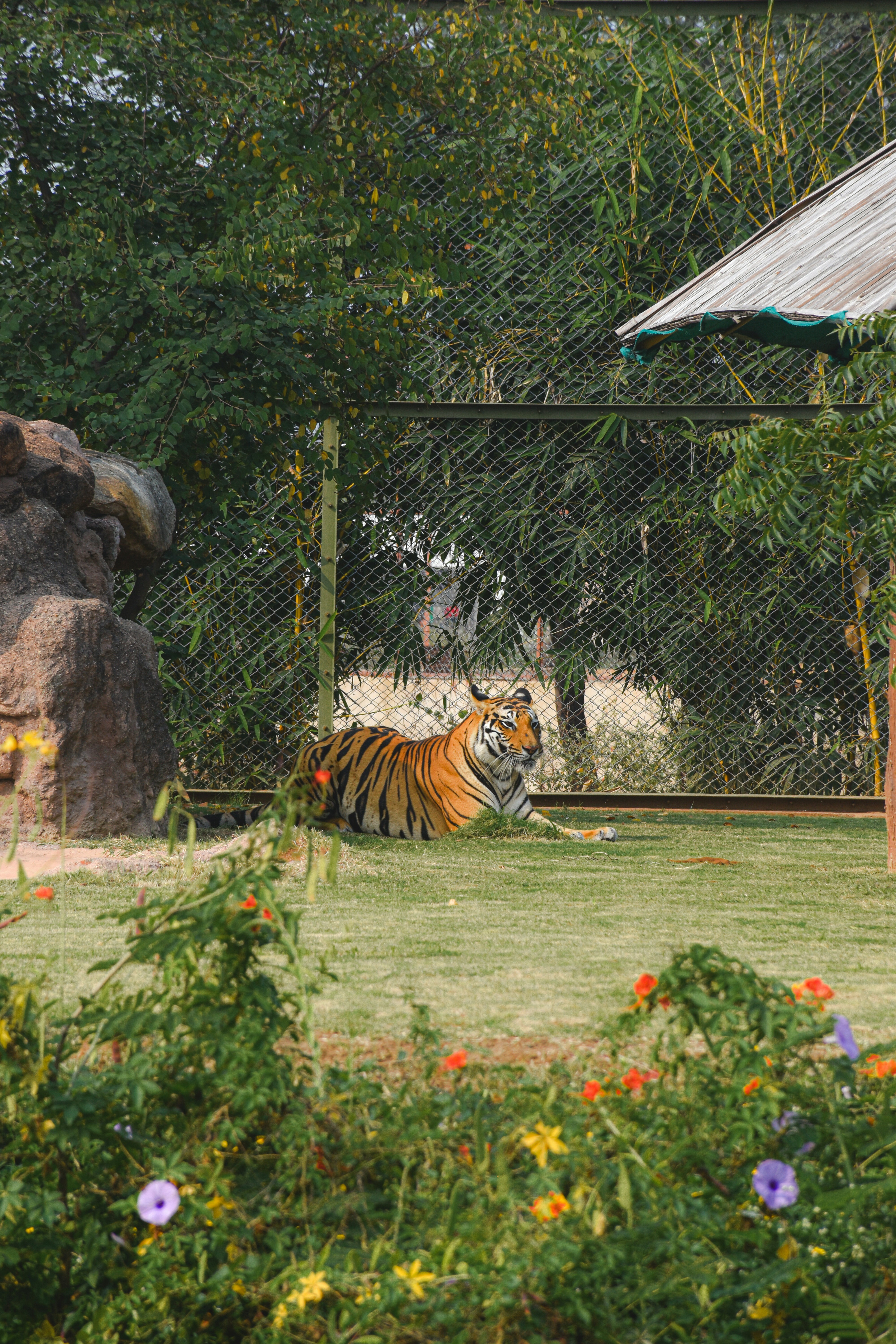 Tiger at Rest in Sunlit Zoo Yard