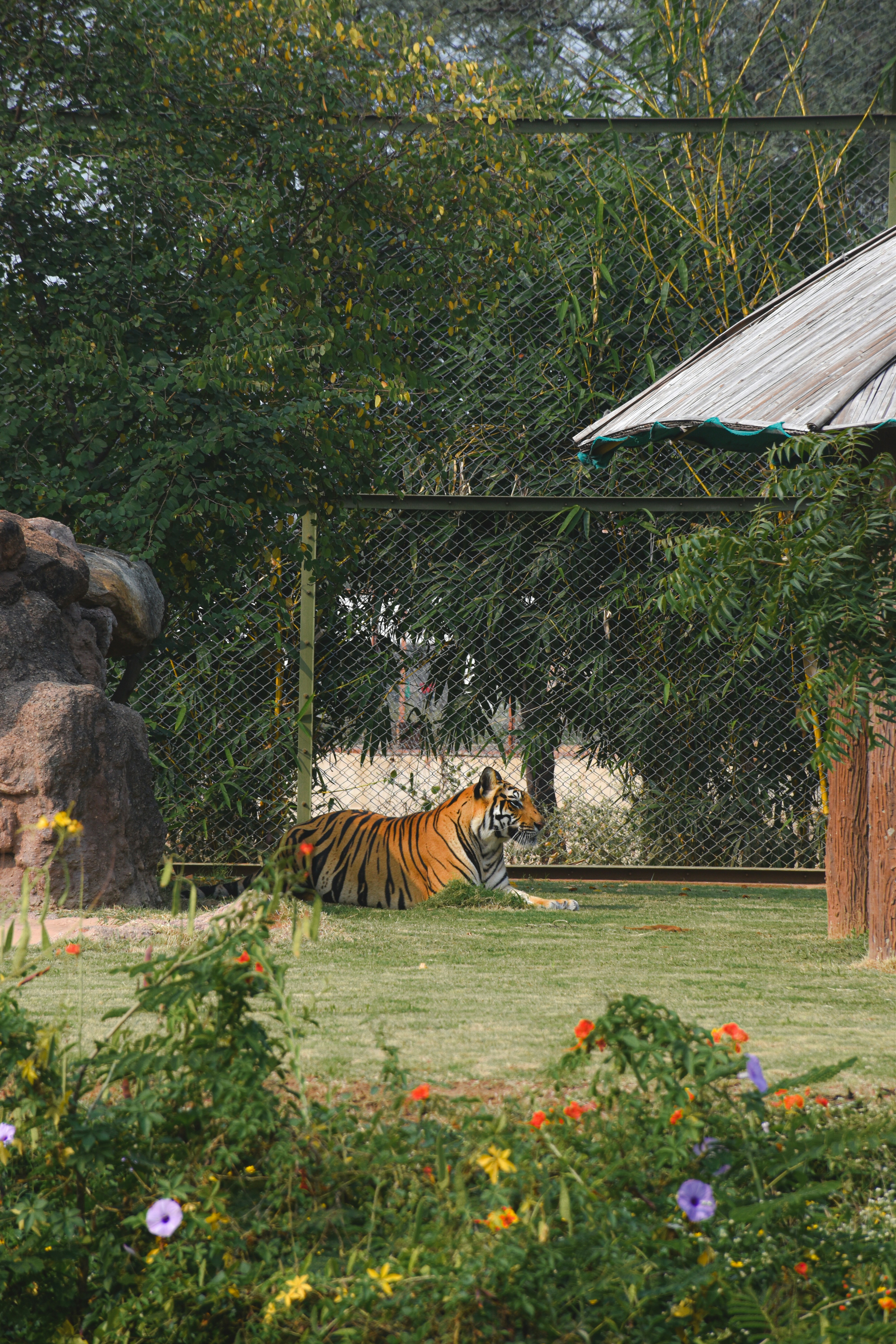 Tiger in the enclosure: a patient stare across a sunlit lawn