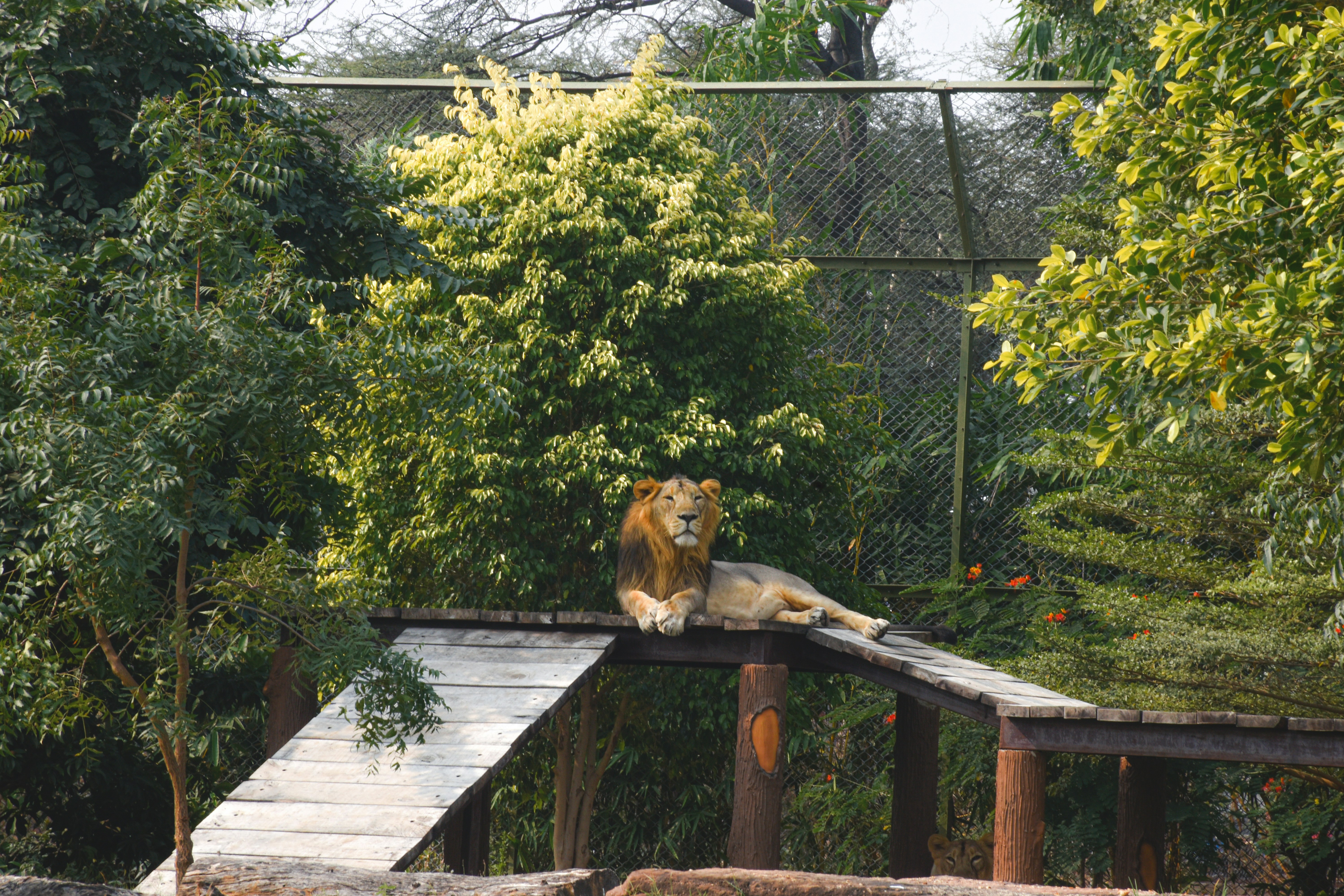Regal Feline at Rest on Woodland Bridge