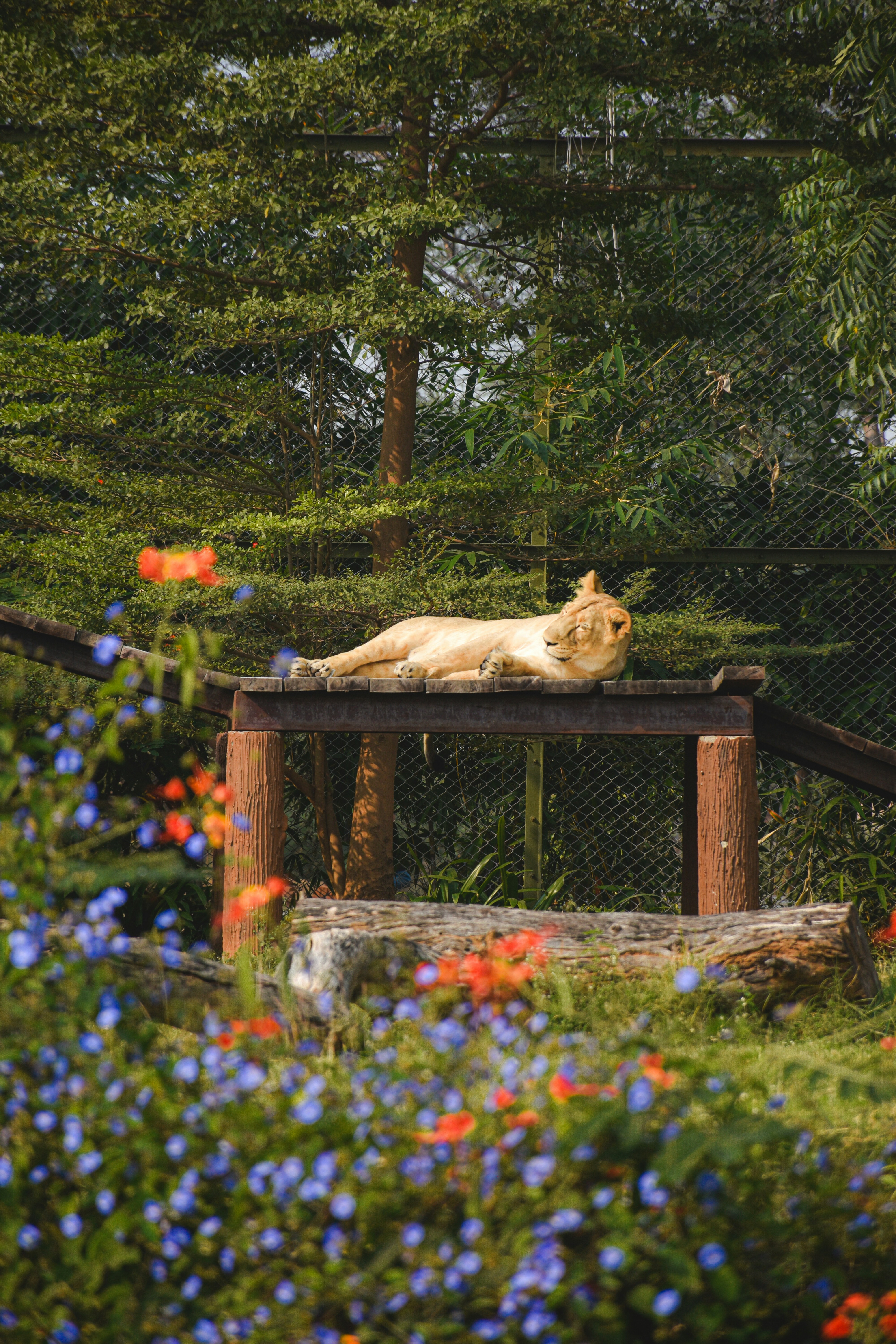 Sunlit Sphinx: A Cat Repose Above the Garden Log