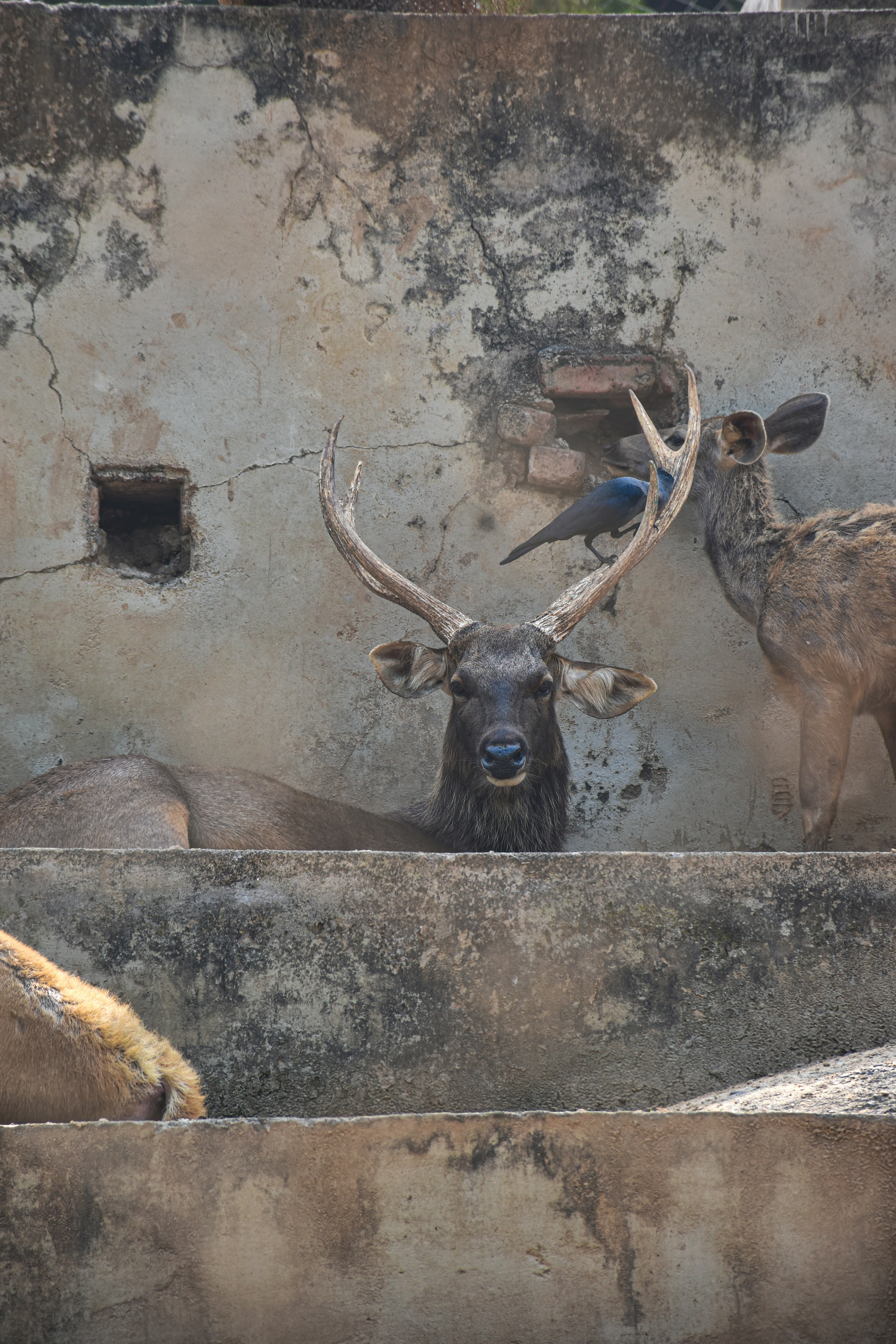 Majestic deer in a weathered enclosure under muted light