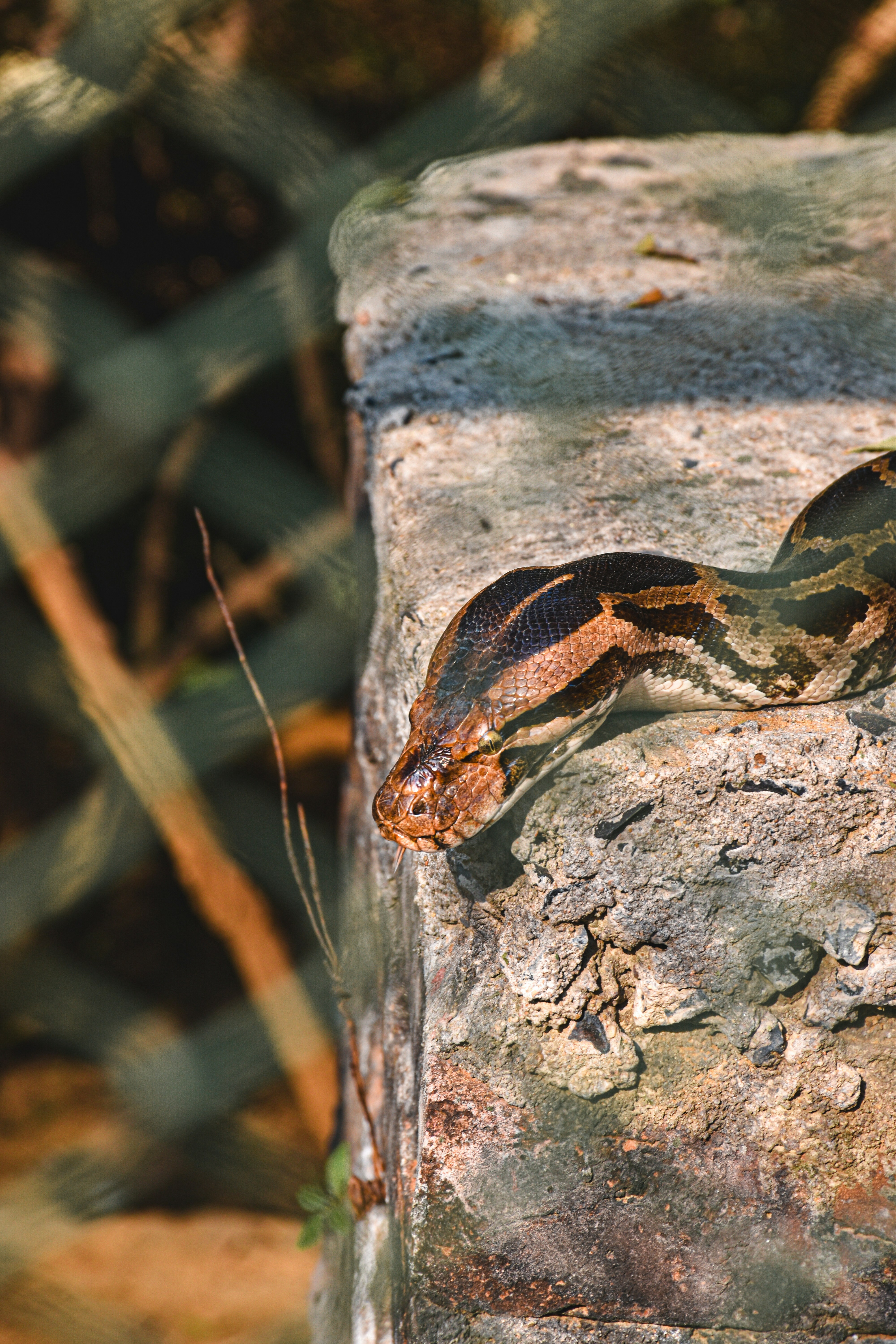 A python snake rests on a stone wall. photo – Free Animal Image on Unsplash