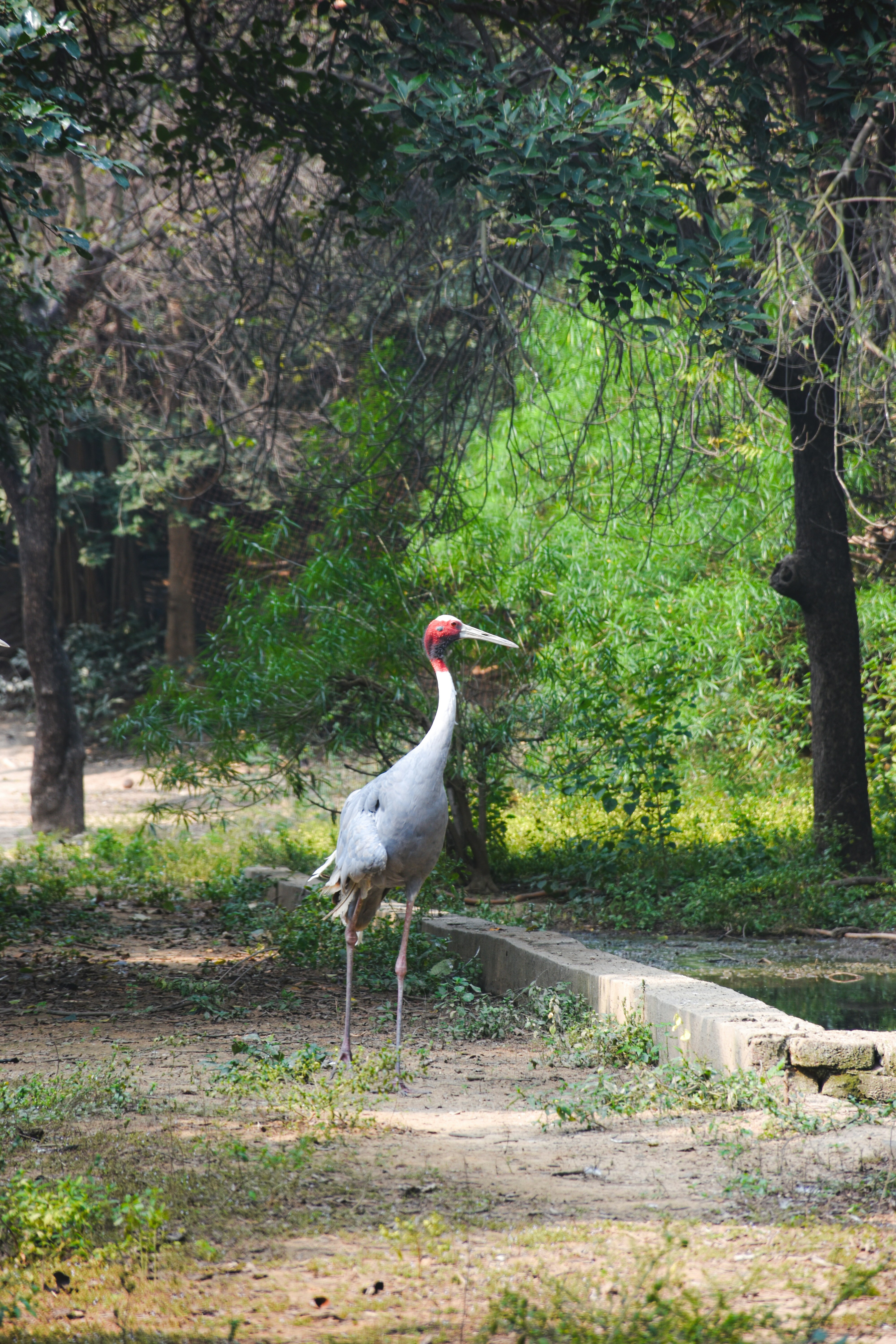 Red-Crested Crane in Sunlit Park Verge