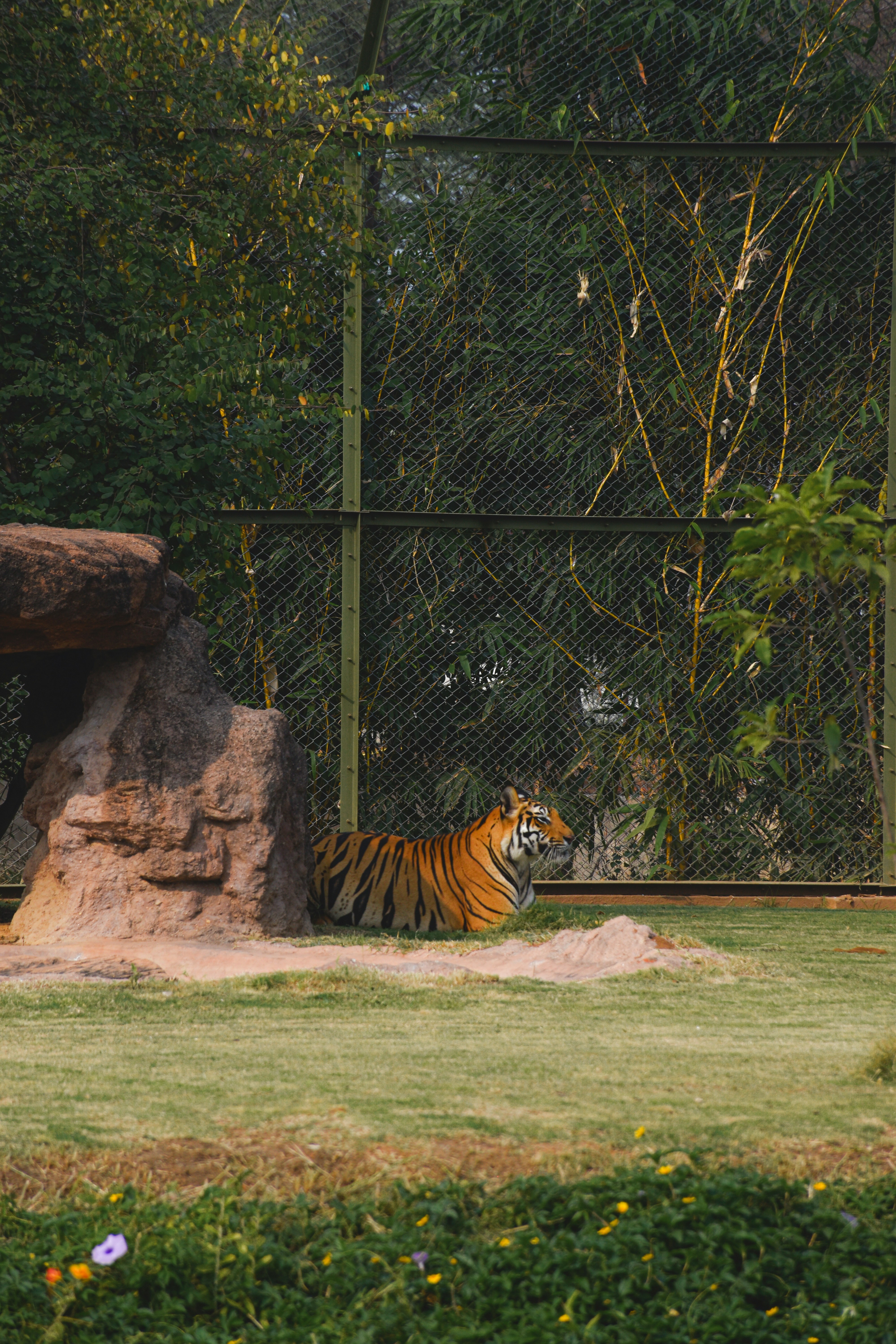 Tiger at Rest Behind a Rock Terrace