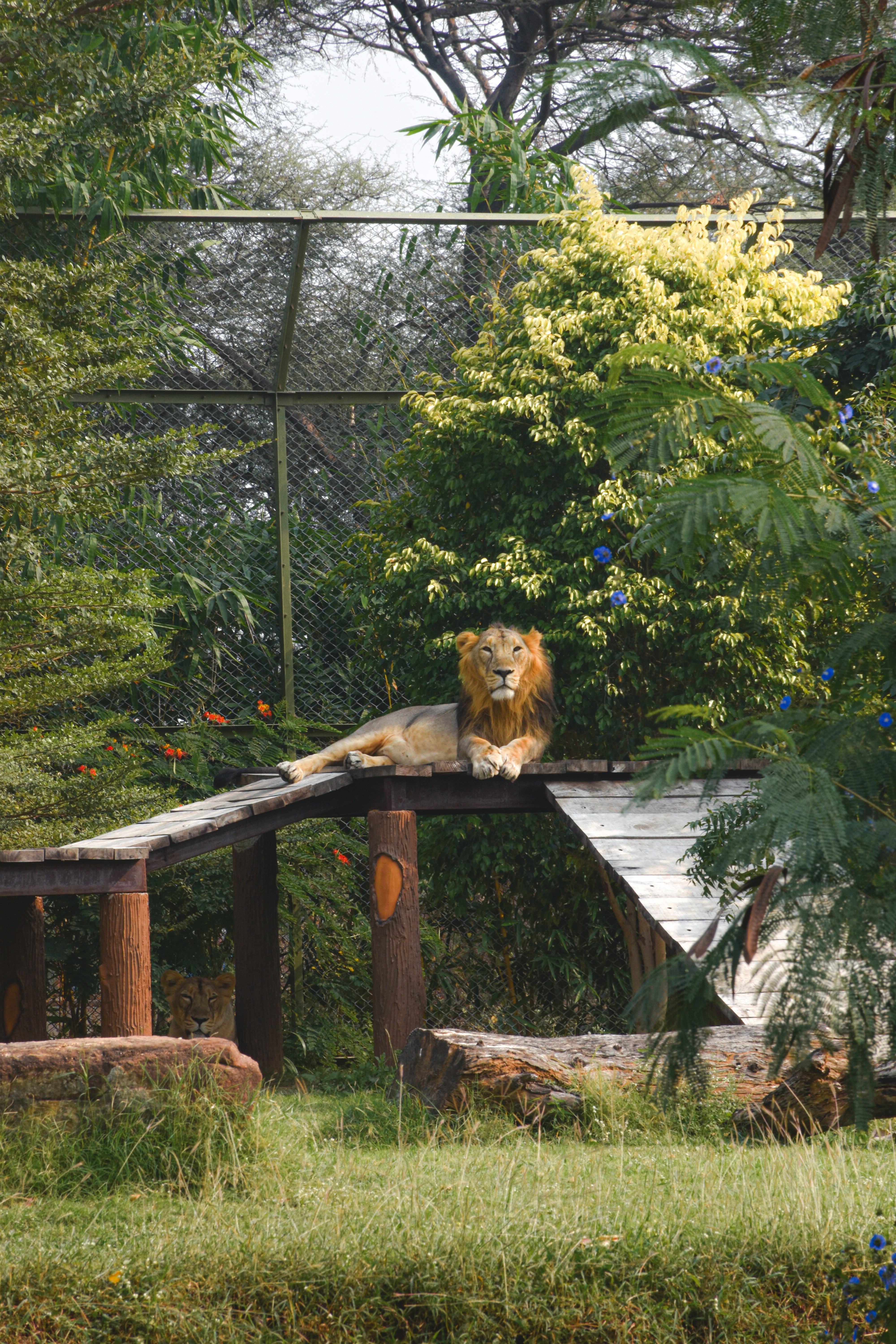 Lion on a Wooden Platform Surrounded by Lush Foliage at the Zoo