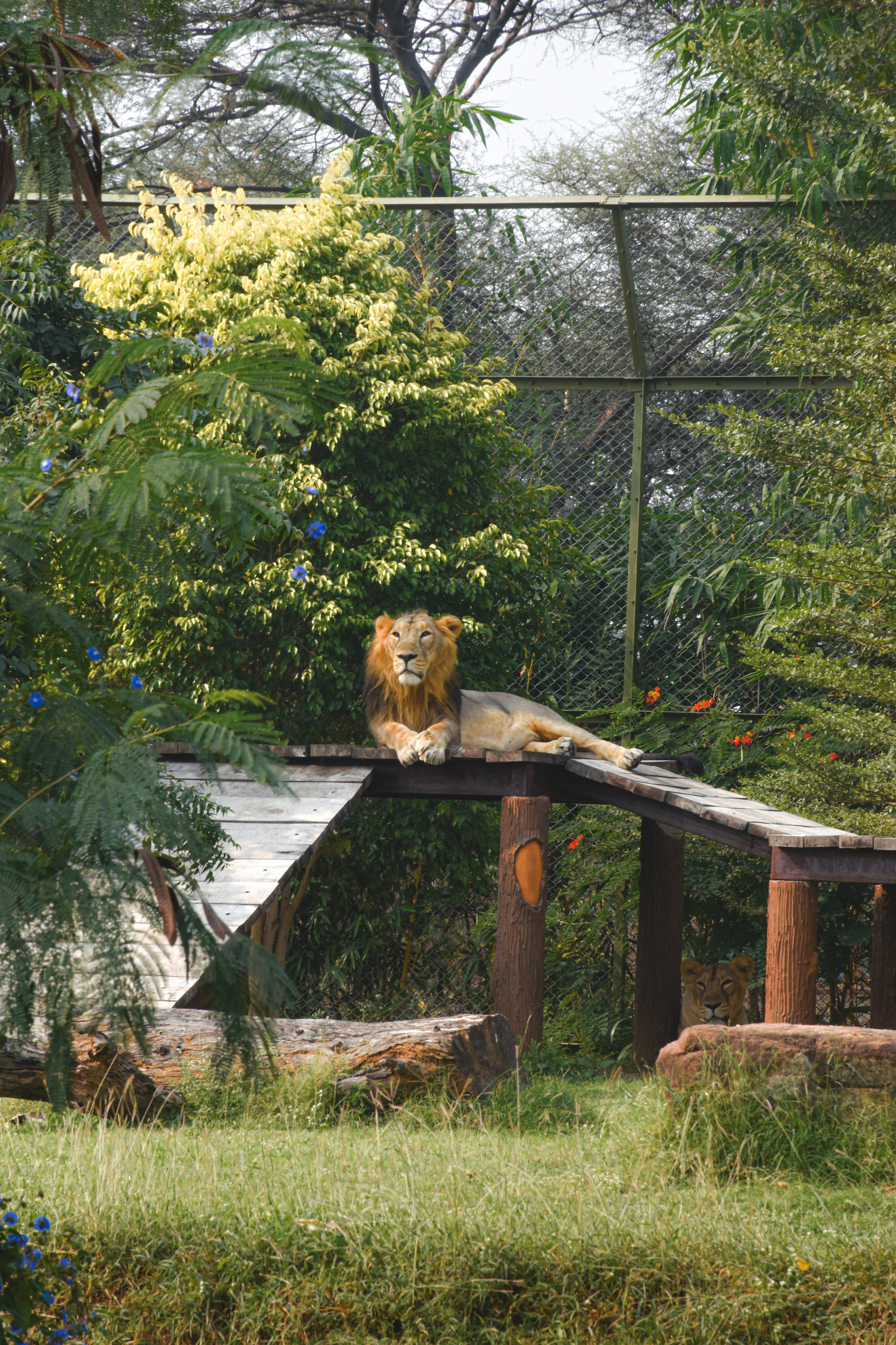 Lionesque Quiet: A Lioness Reposes Above the Wooden Bridge