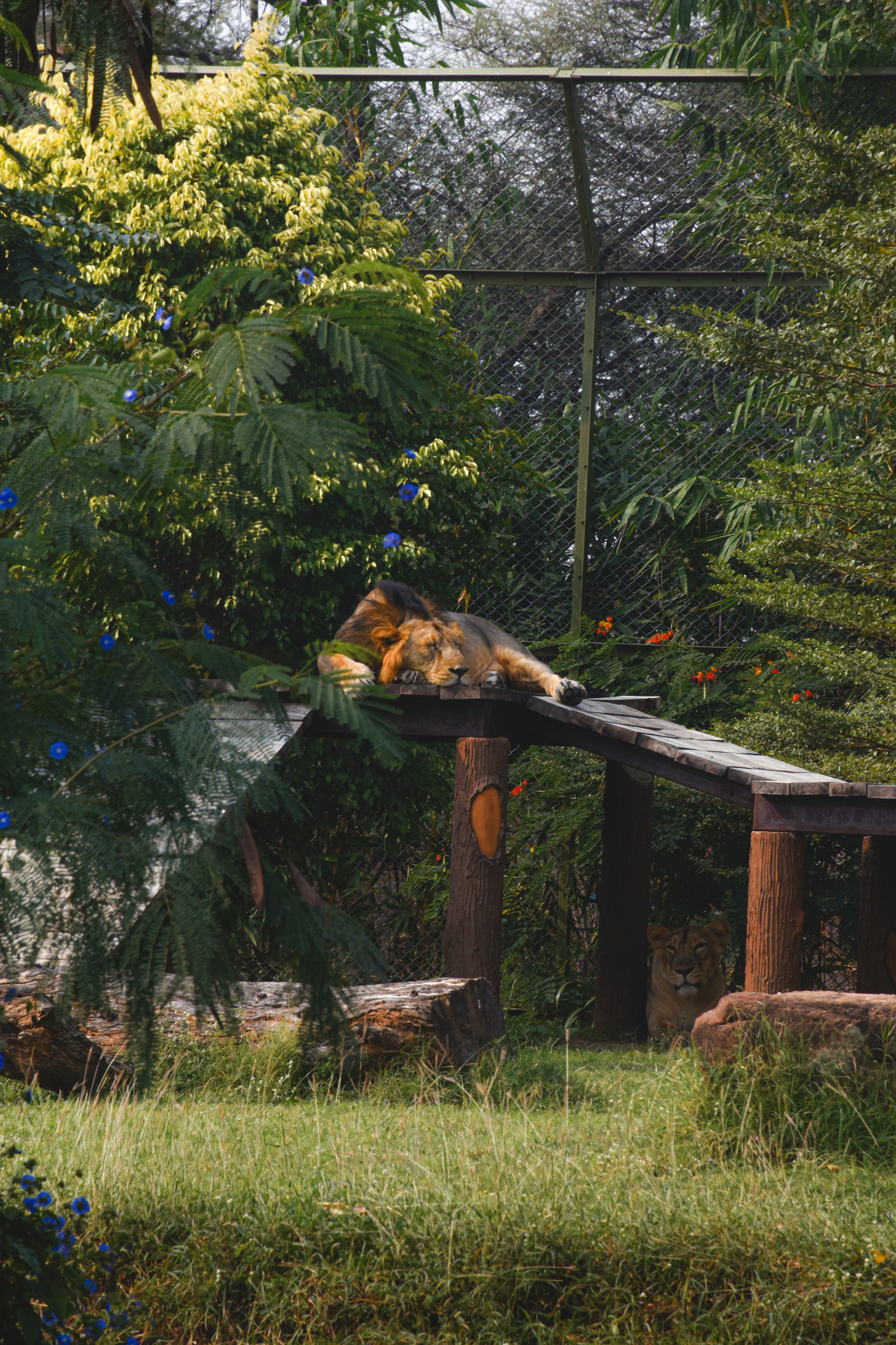 Lying in Wait: A Golden Gaze Above the Wooden Bridge