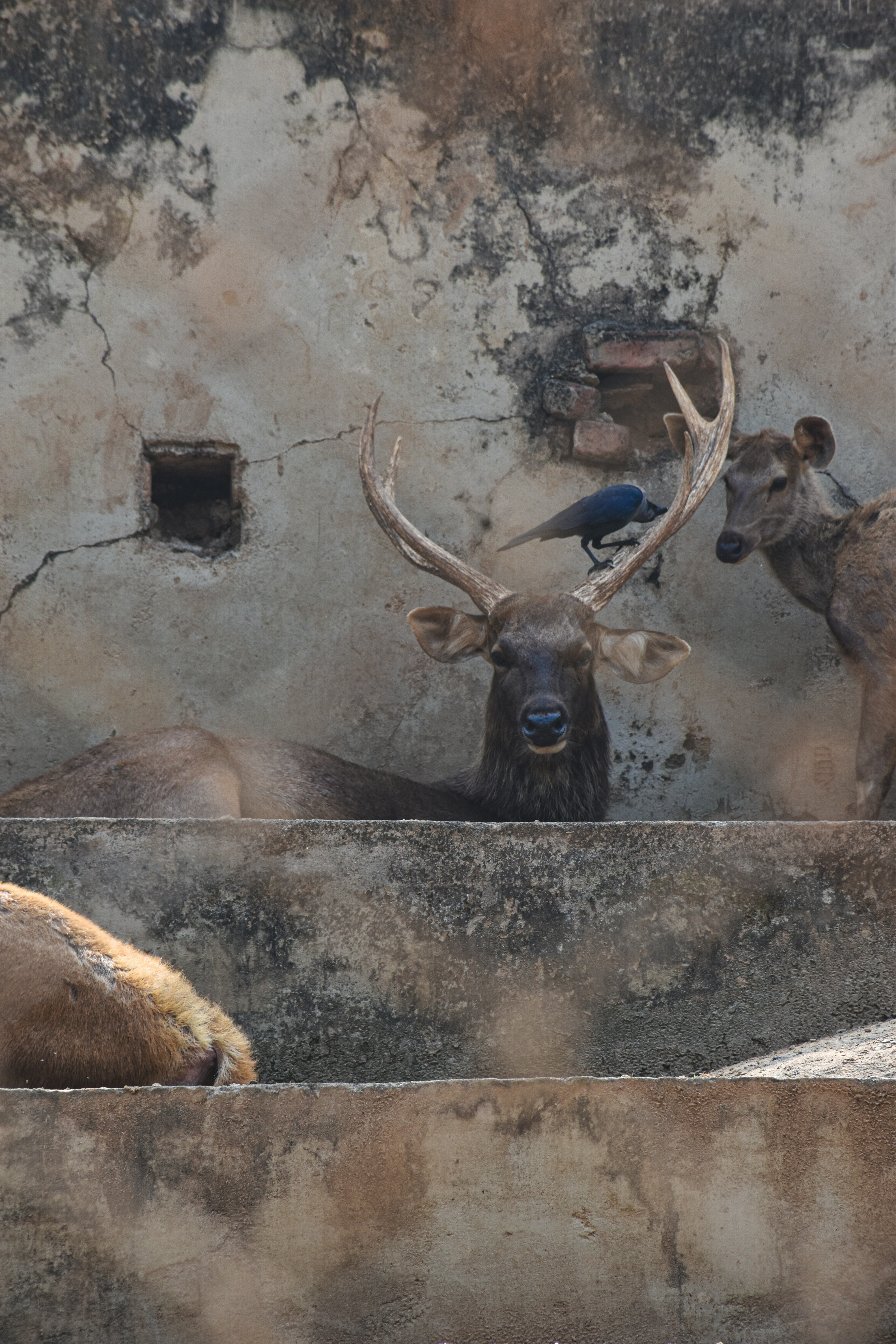 Stubborn Watch: A Buck With a Bird on the Backdrop