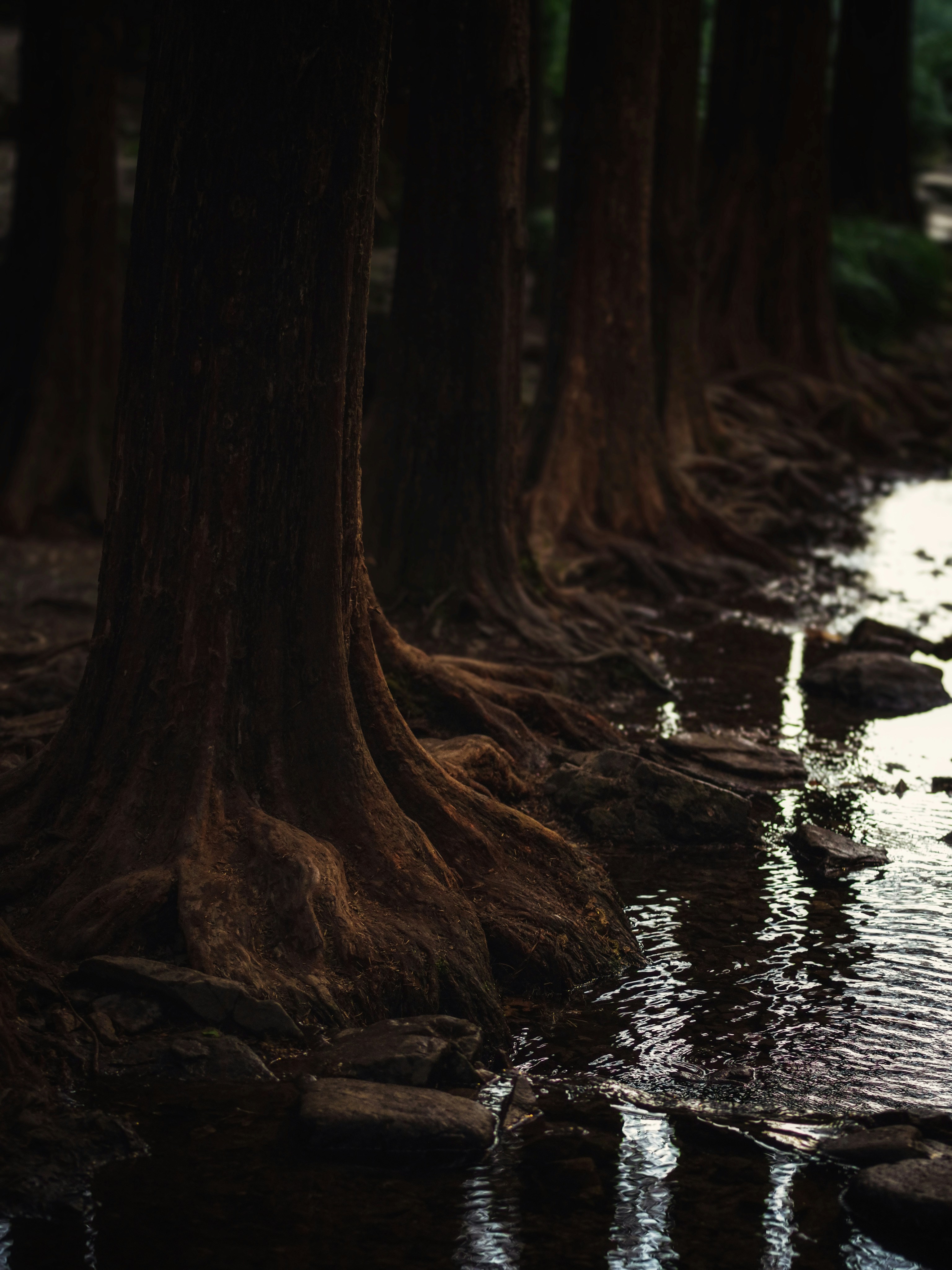 Whispers of the Rooted Forest
