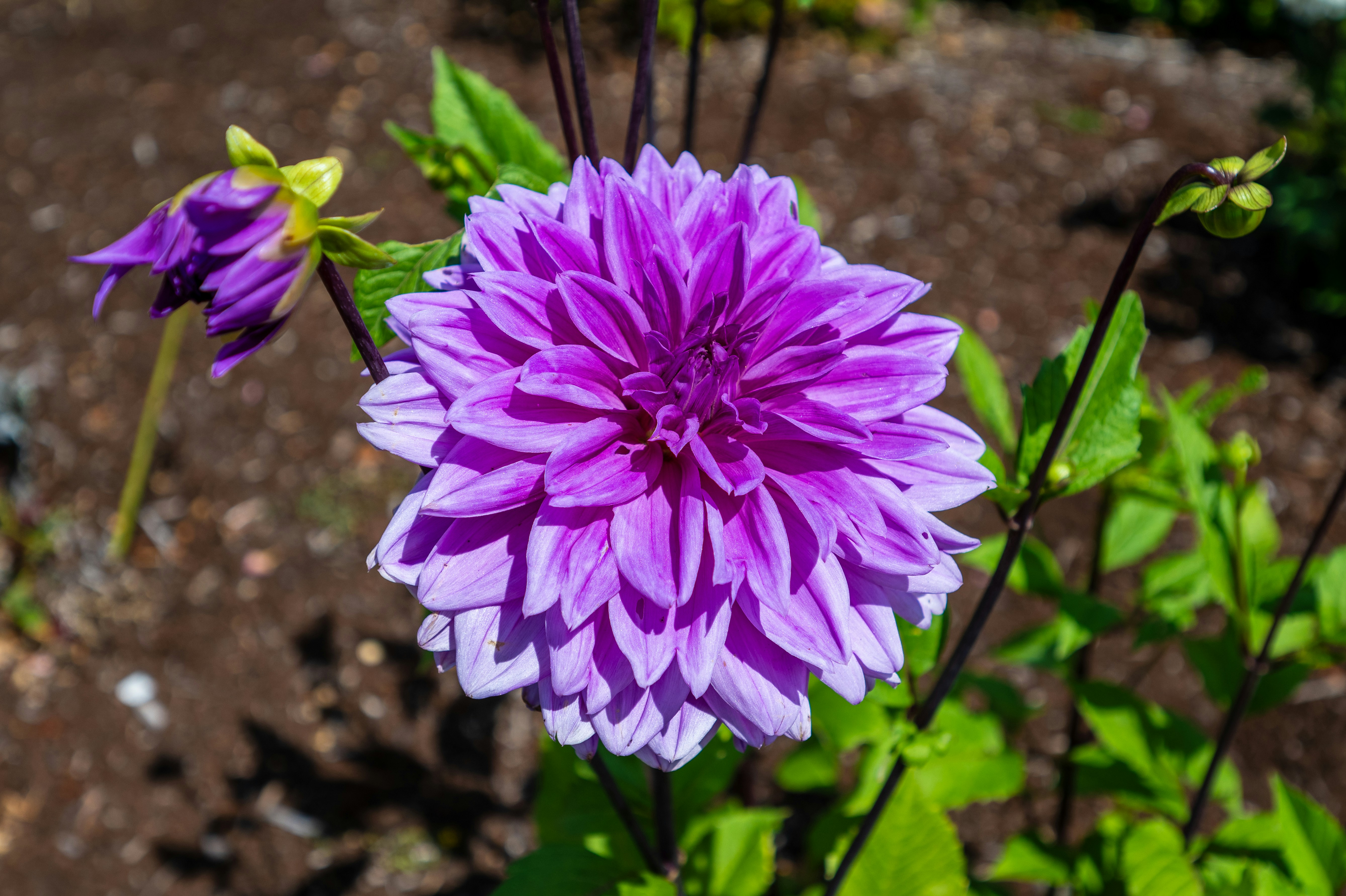 Purple Bloom in Sharp Focus: Dahlias in a Garden Bed