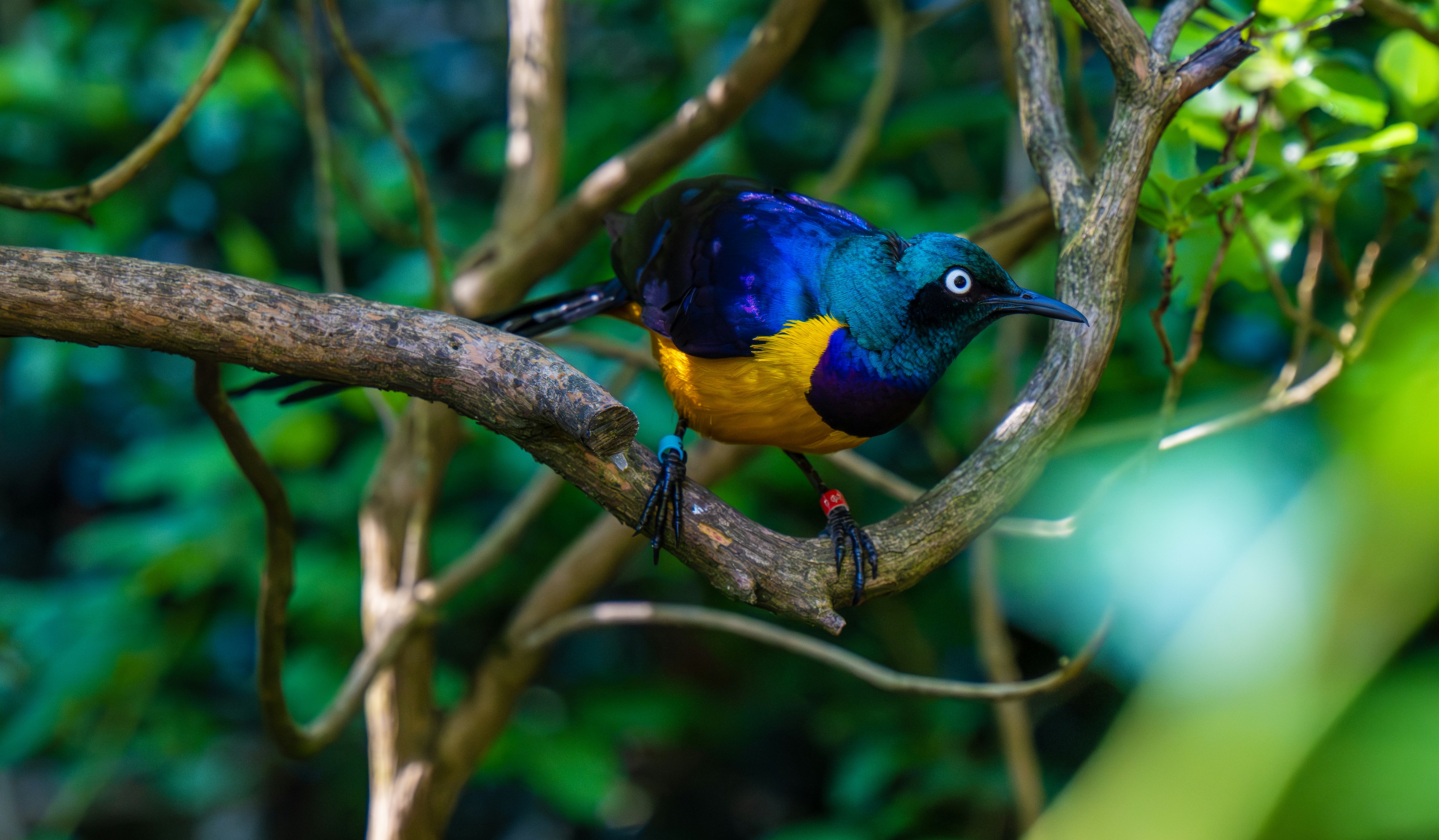 Vibrant Blue-and-Yellow Kingfisher Perched Amid Forked Branches