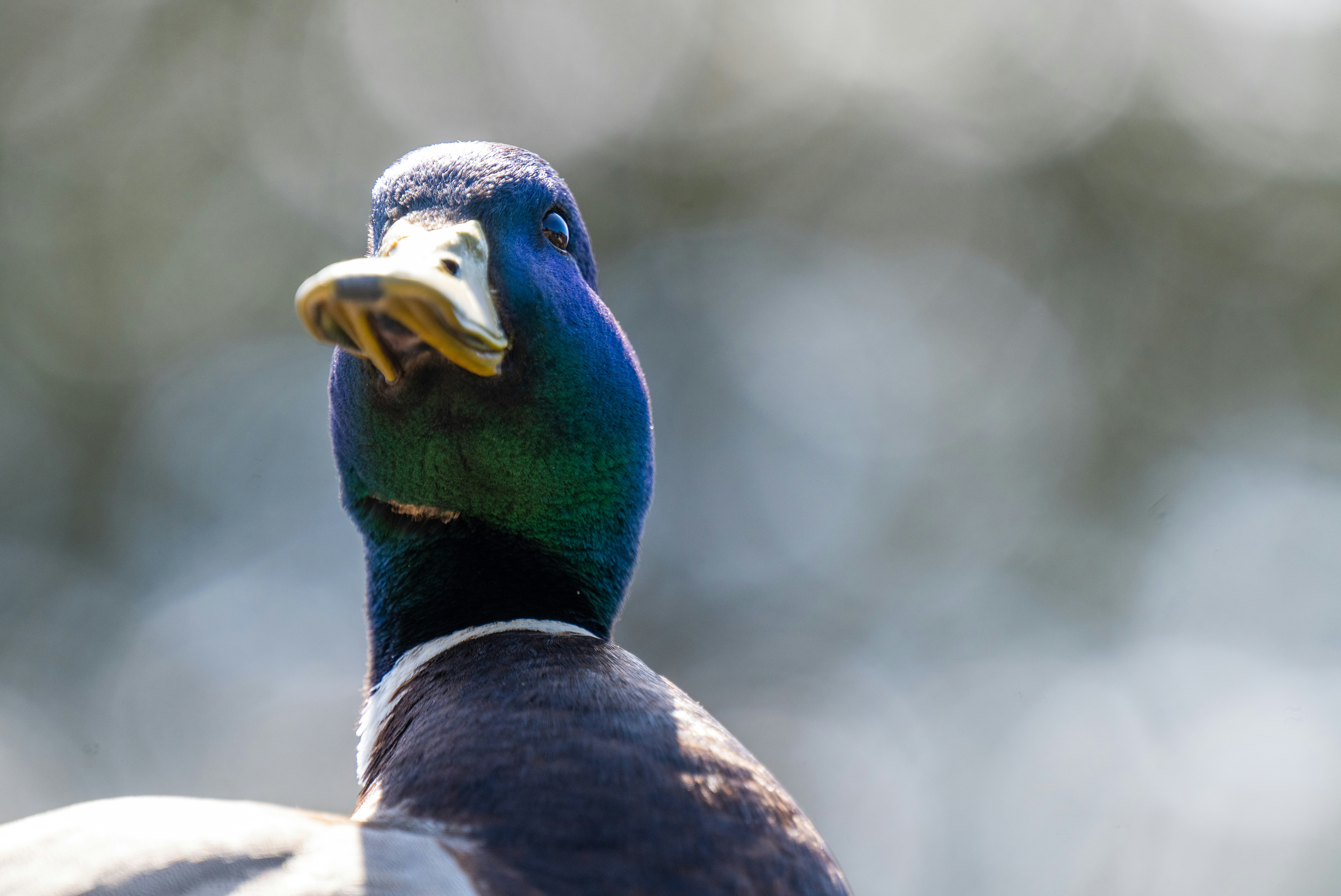 Photo by Jeremy Mowery with Nikon Z7 II