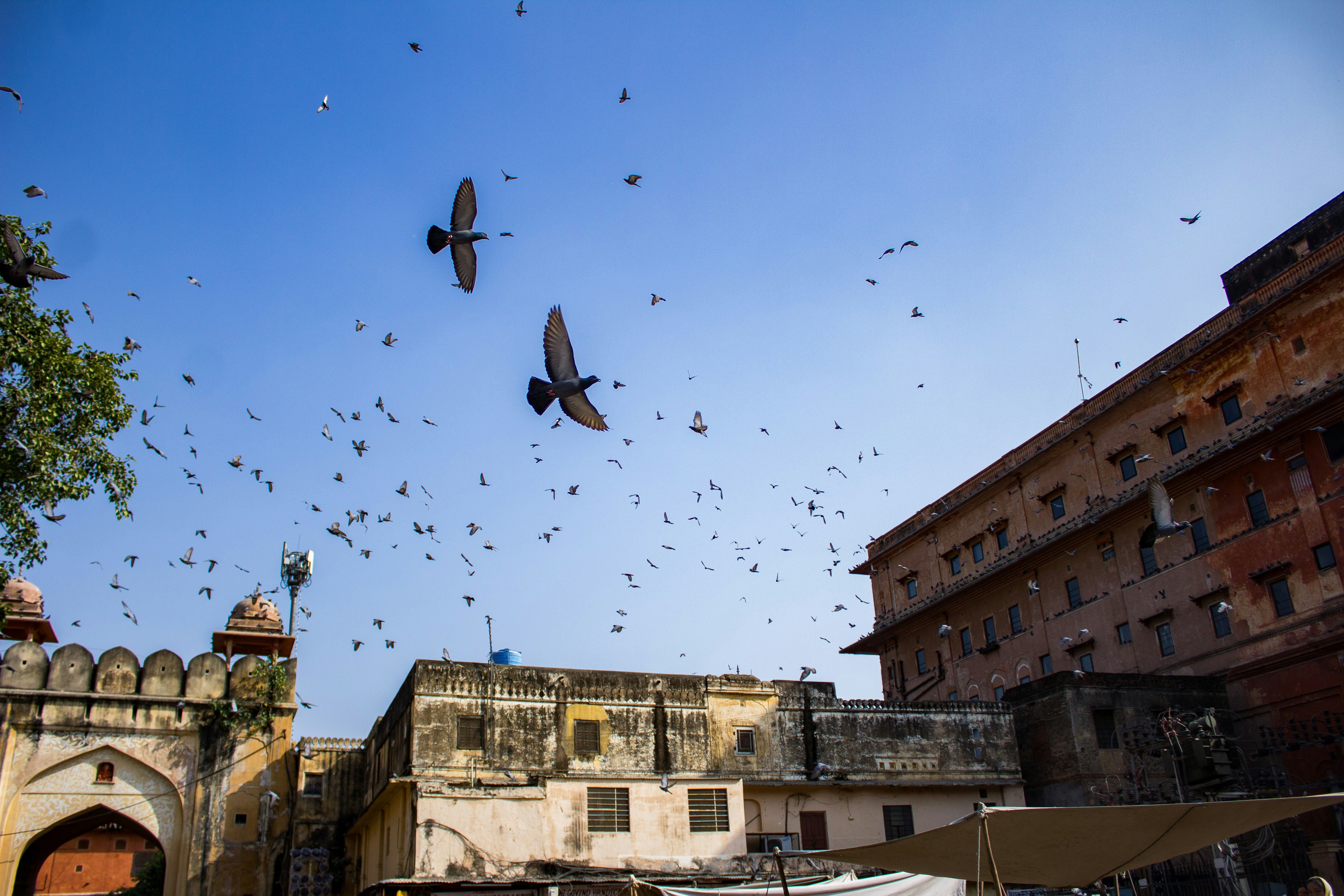 A large flock of pigeons flies above historic buildings in an old Indian city on a clear morning, capturing the lively movement of the birds against the bright blue sky as they circle over the busy marketplace below.