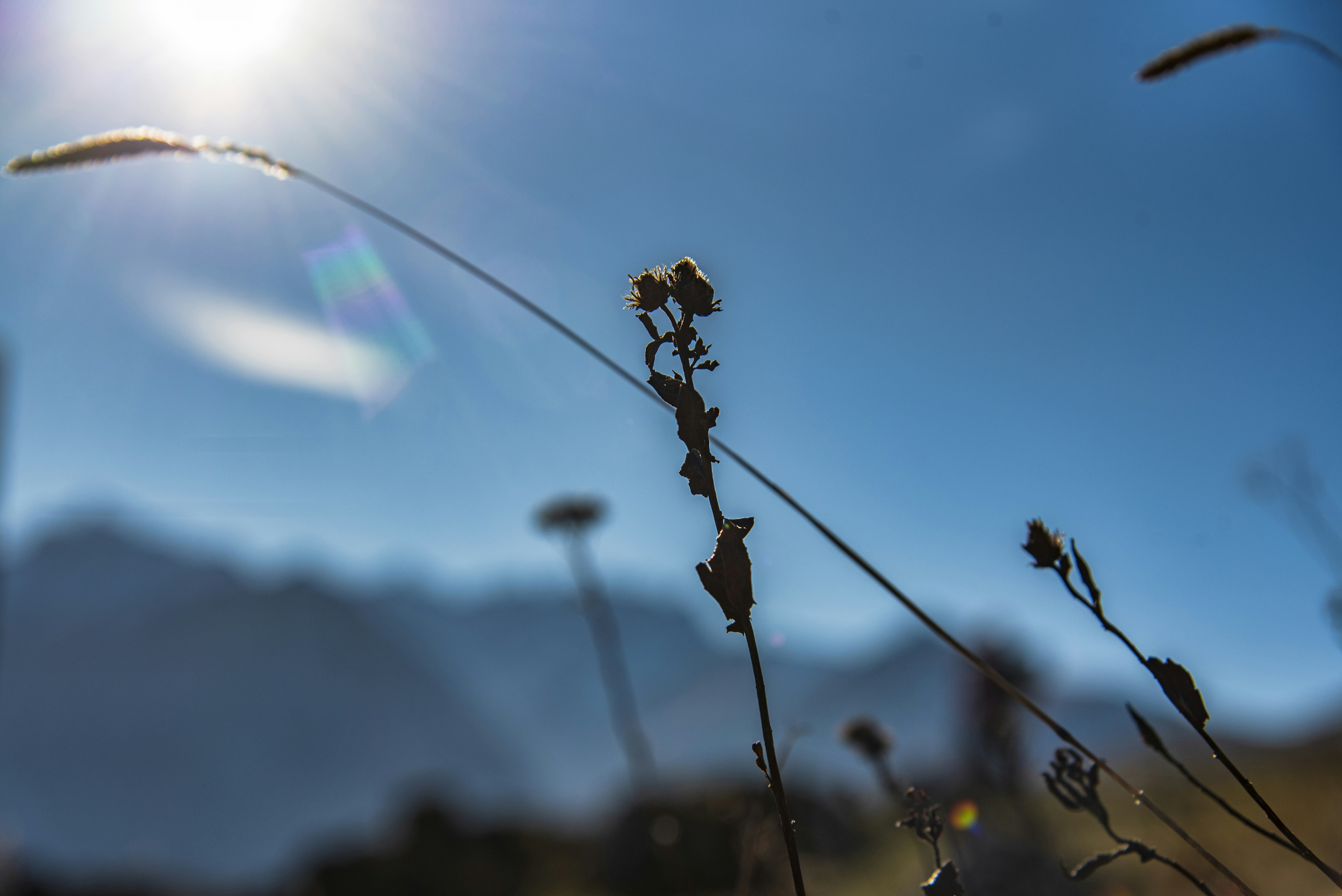 Photo by Radomir Moysia with Nikon D750