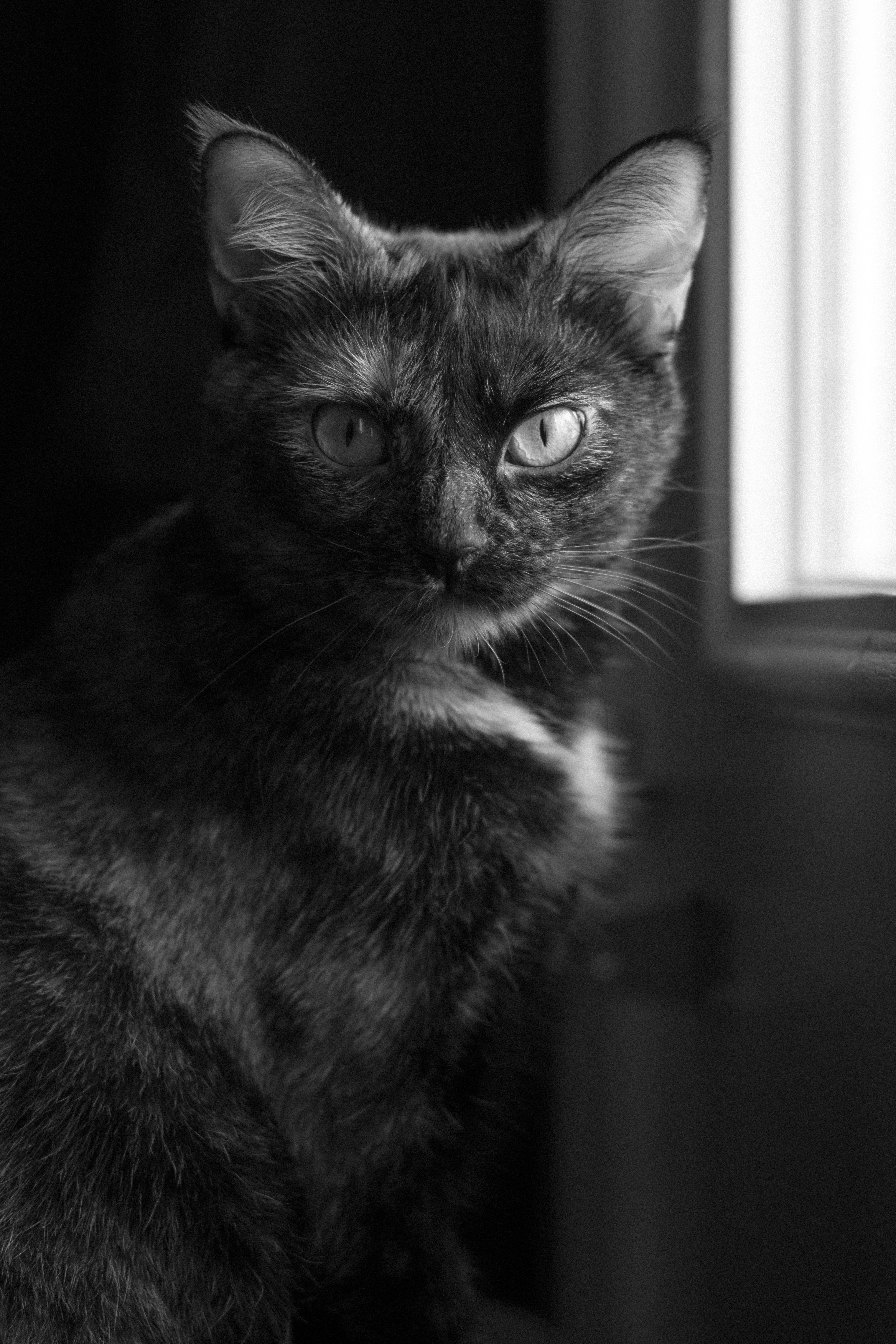 Midday Shadow: A Quiet Portrait of a Cat by Window Light