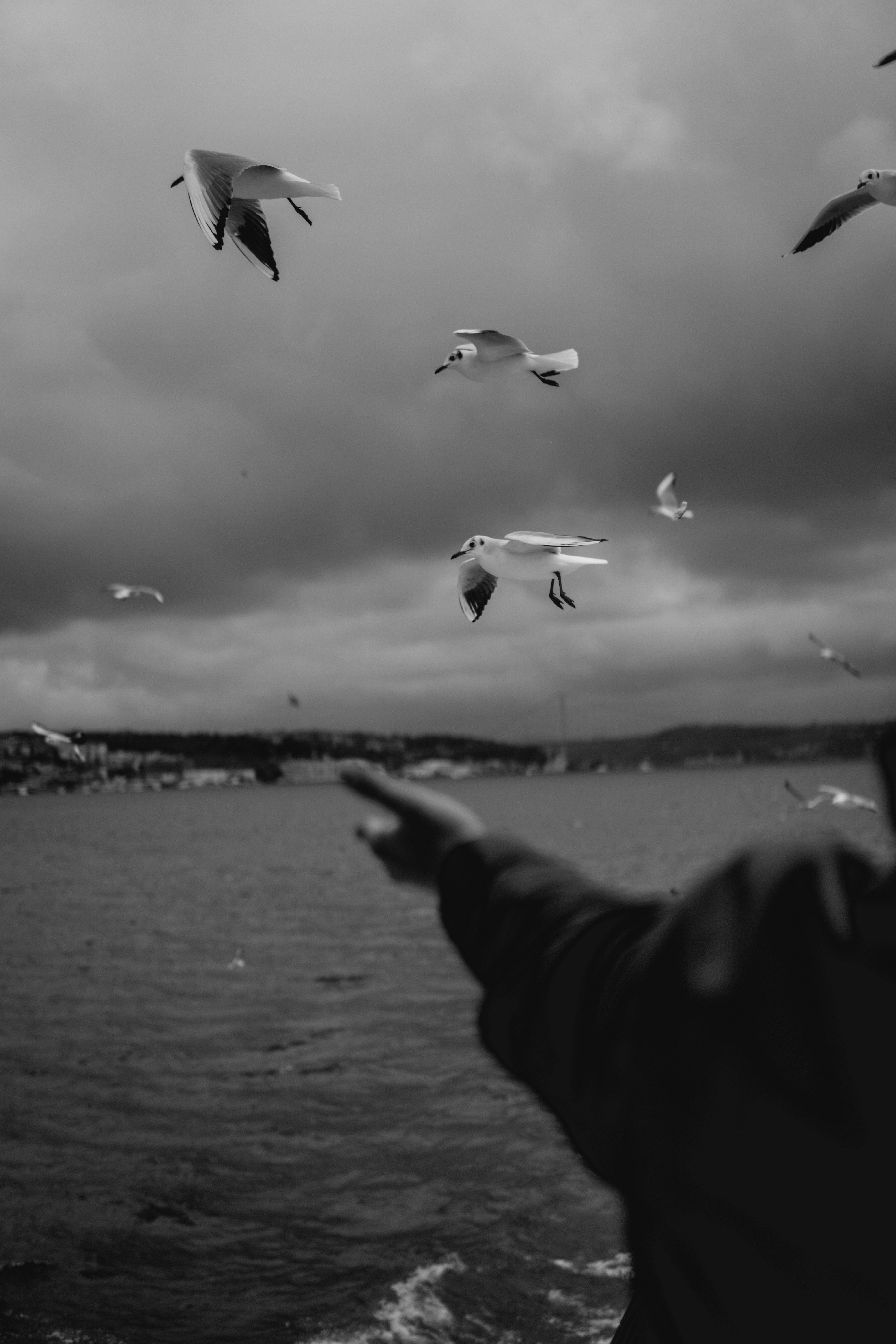 Mid-Flight Guidance: Seabirds and a Gesture of Hope