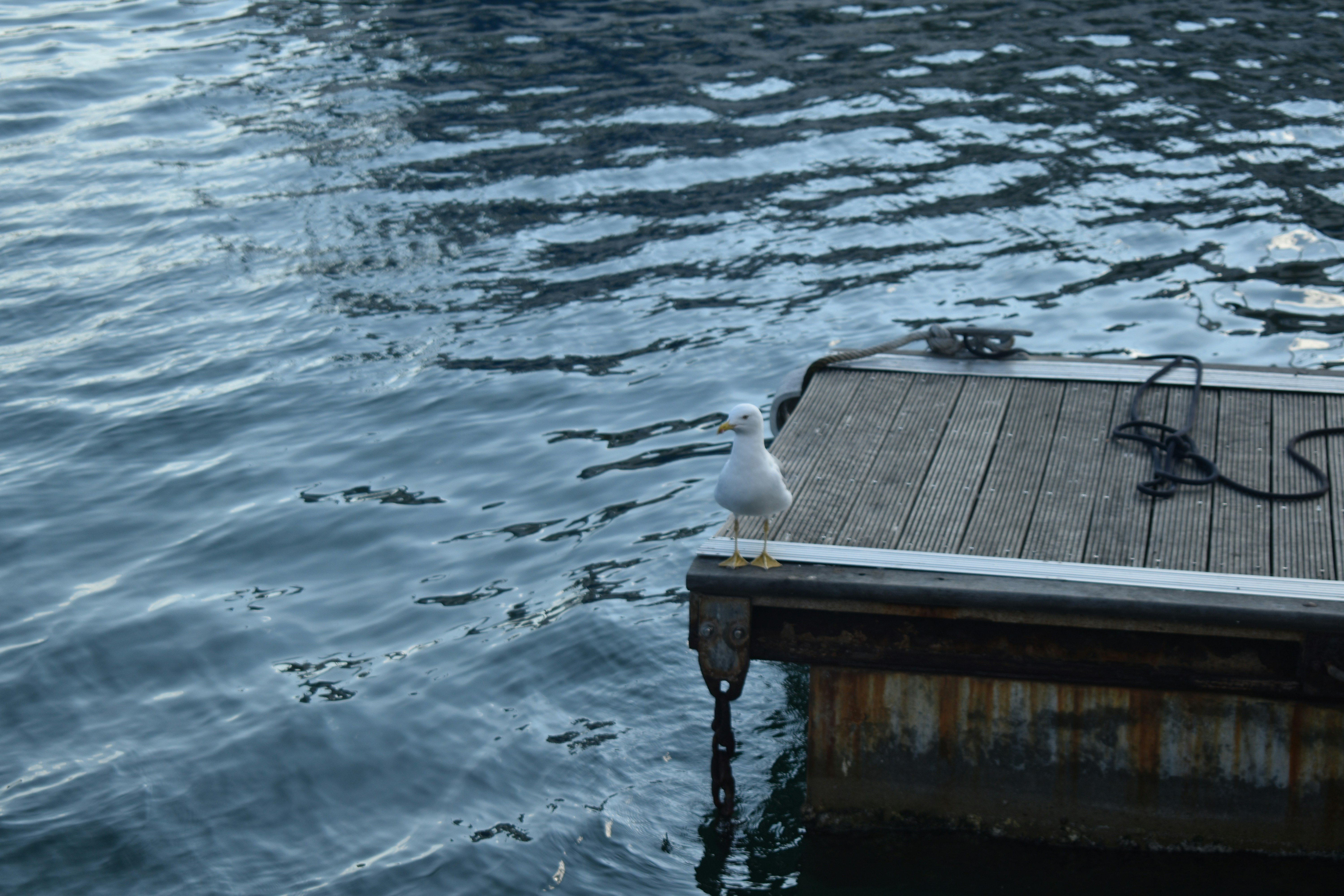 Photo by Niloufar Mirhadi with Nikon D3500