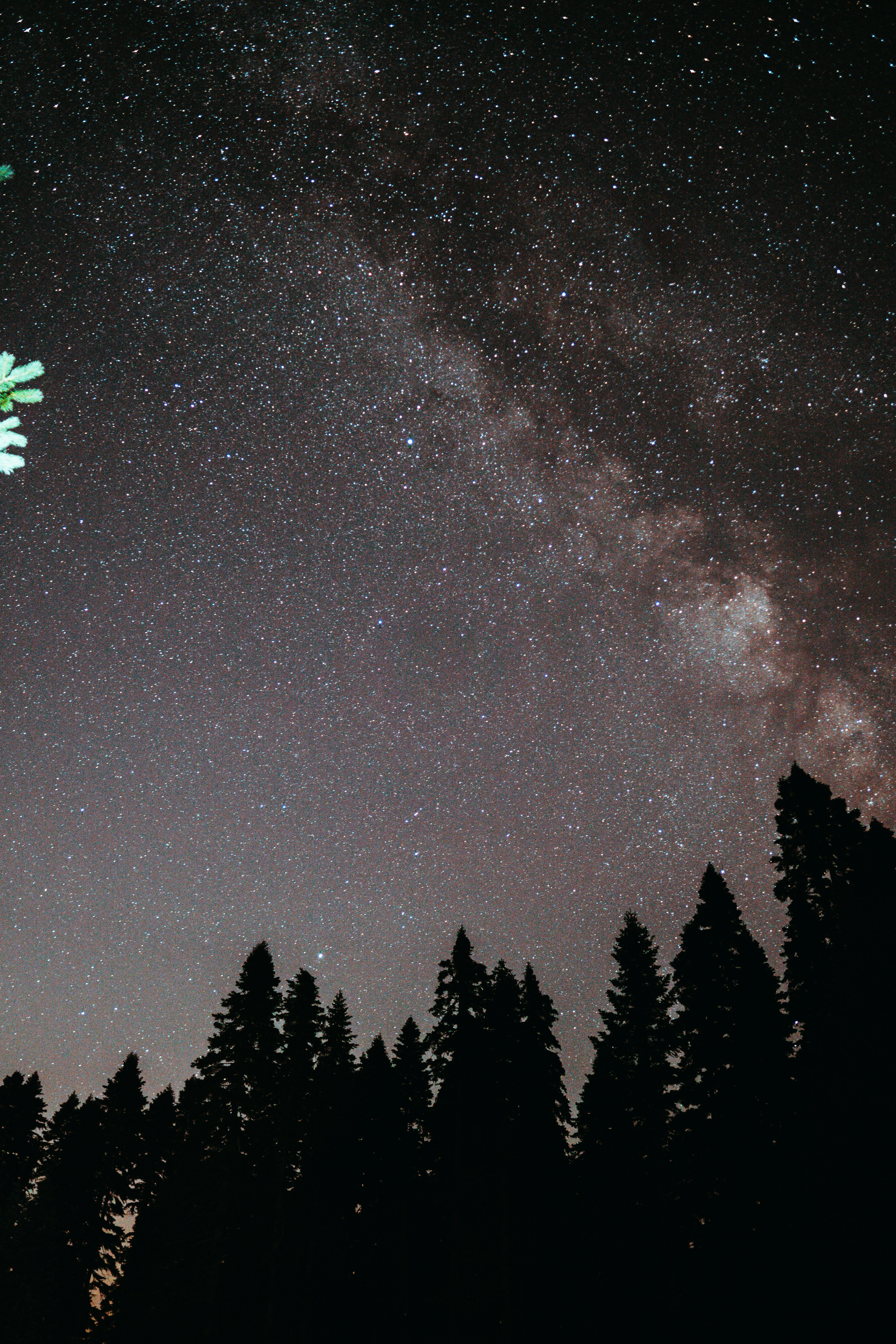 Milky Way Over Pines: A Quiet Night Sky