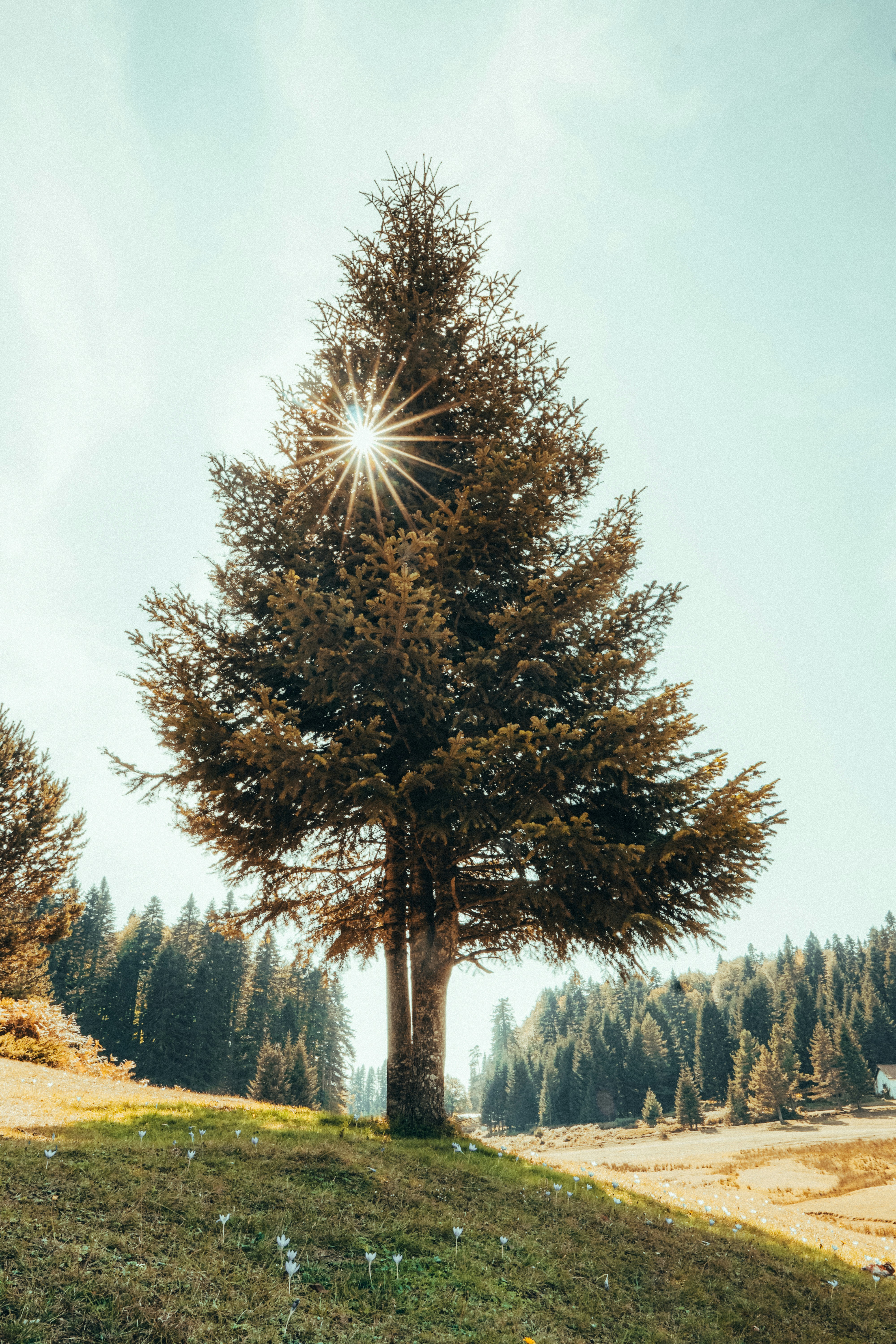 Sunlit lone pine crowned by a radiant starburst