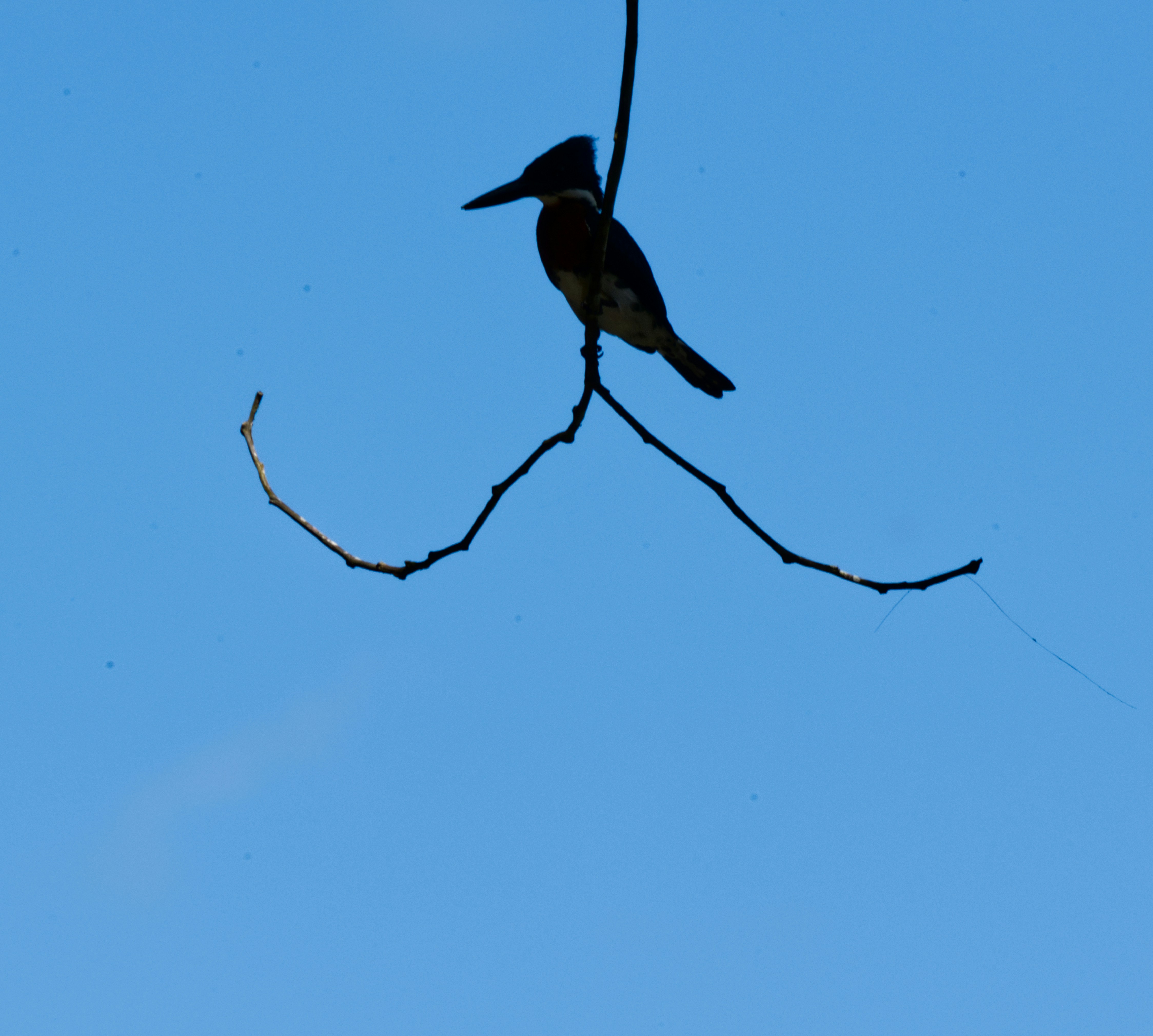 Kingfisher perched on the fork of a branch.