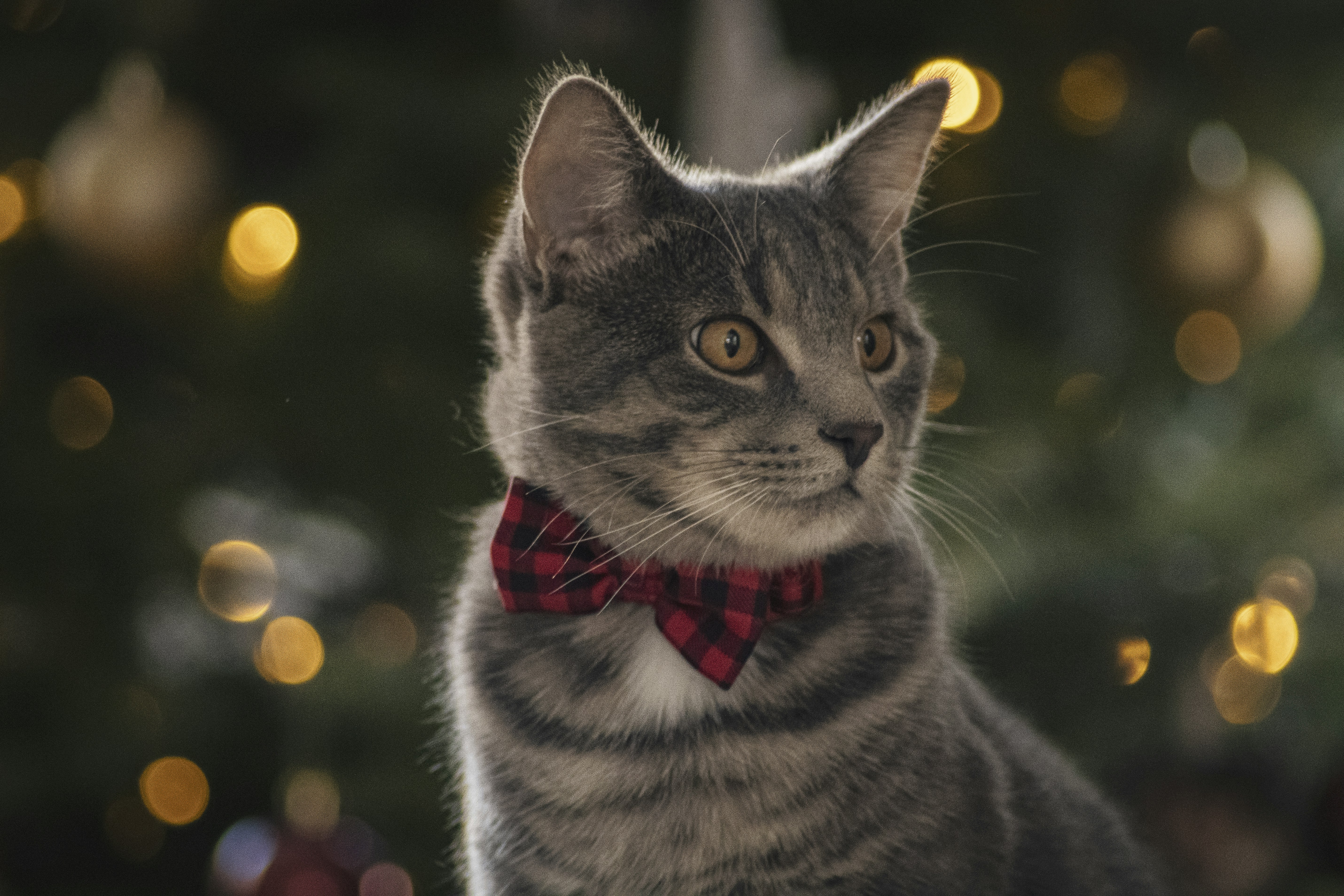 Photo by Jason Mayer with Canon EOS 2000D