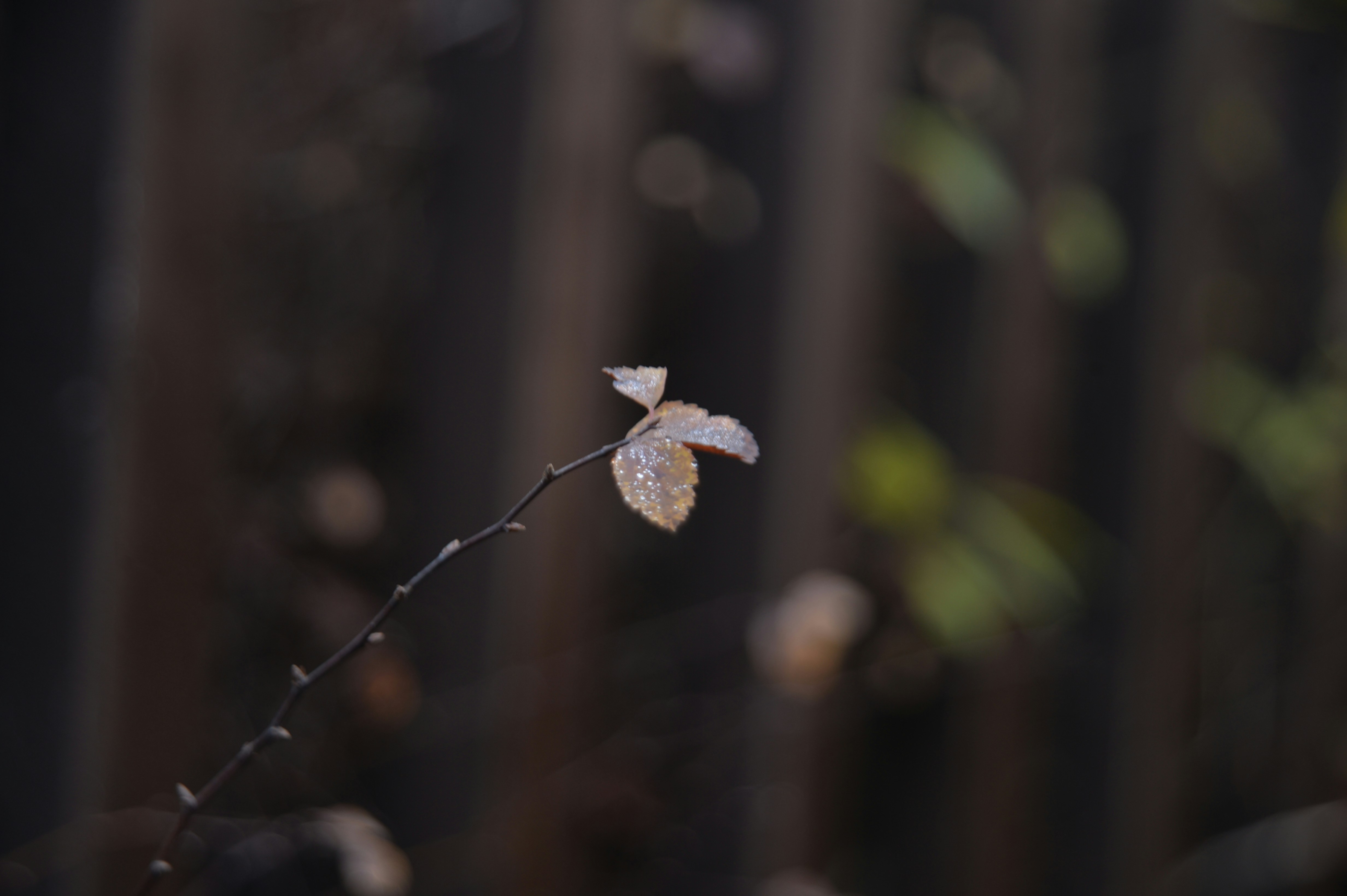 Photo by Balikó András with Nikon Df