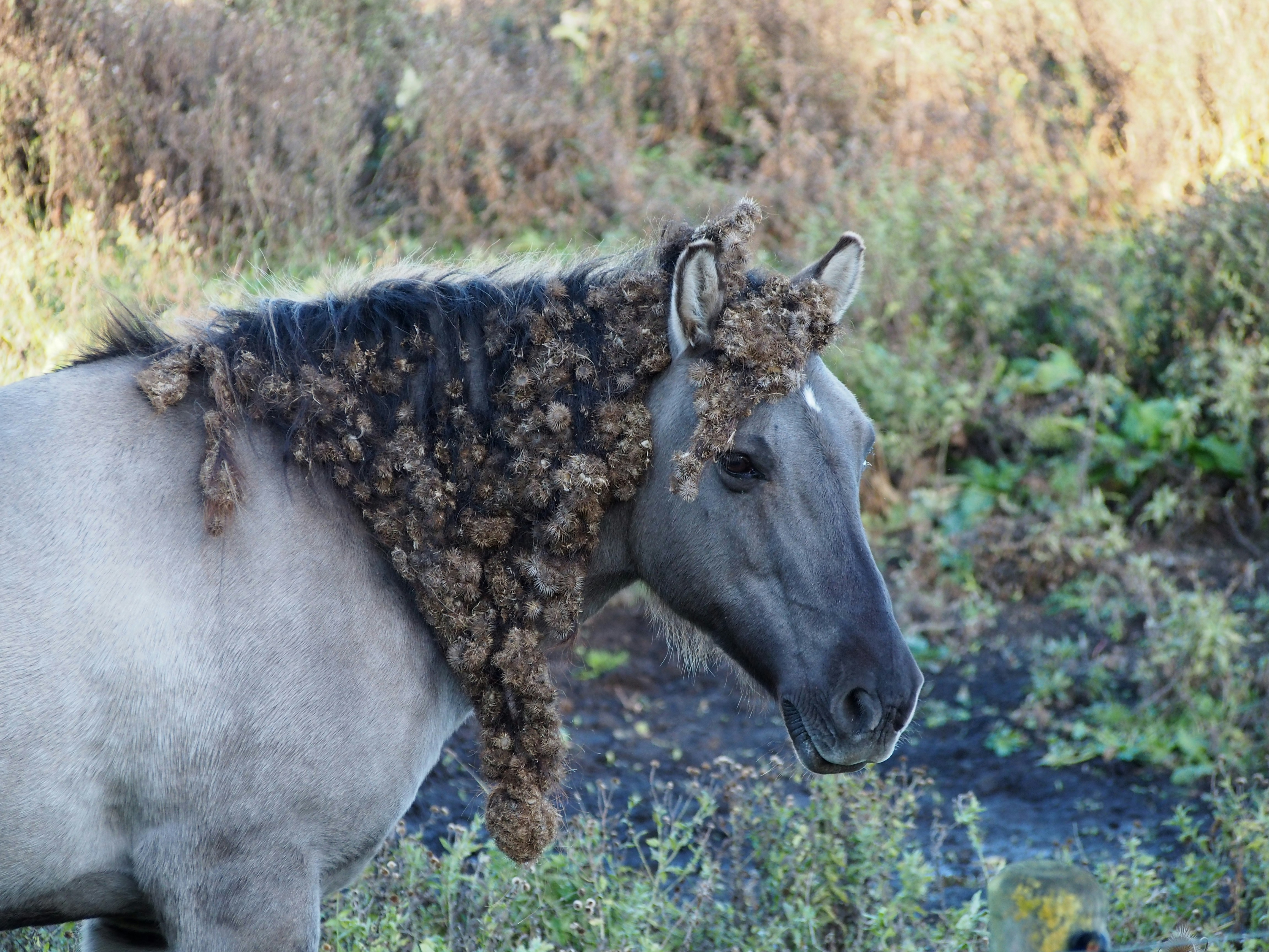 Gray Mare in a Brushy Dune Edge