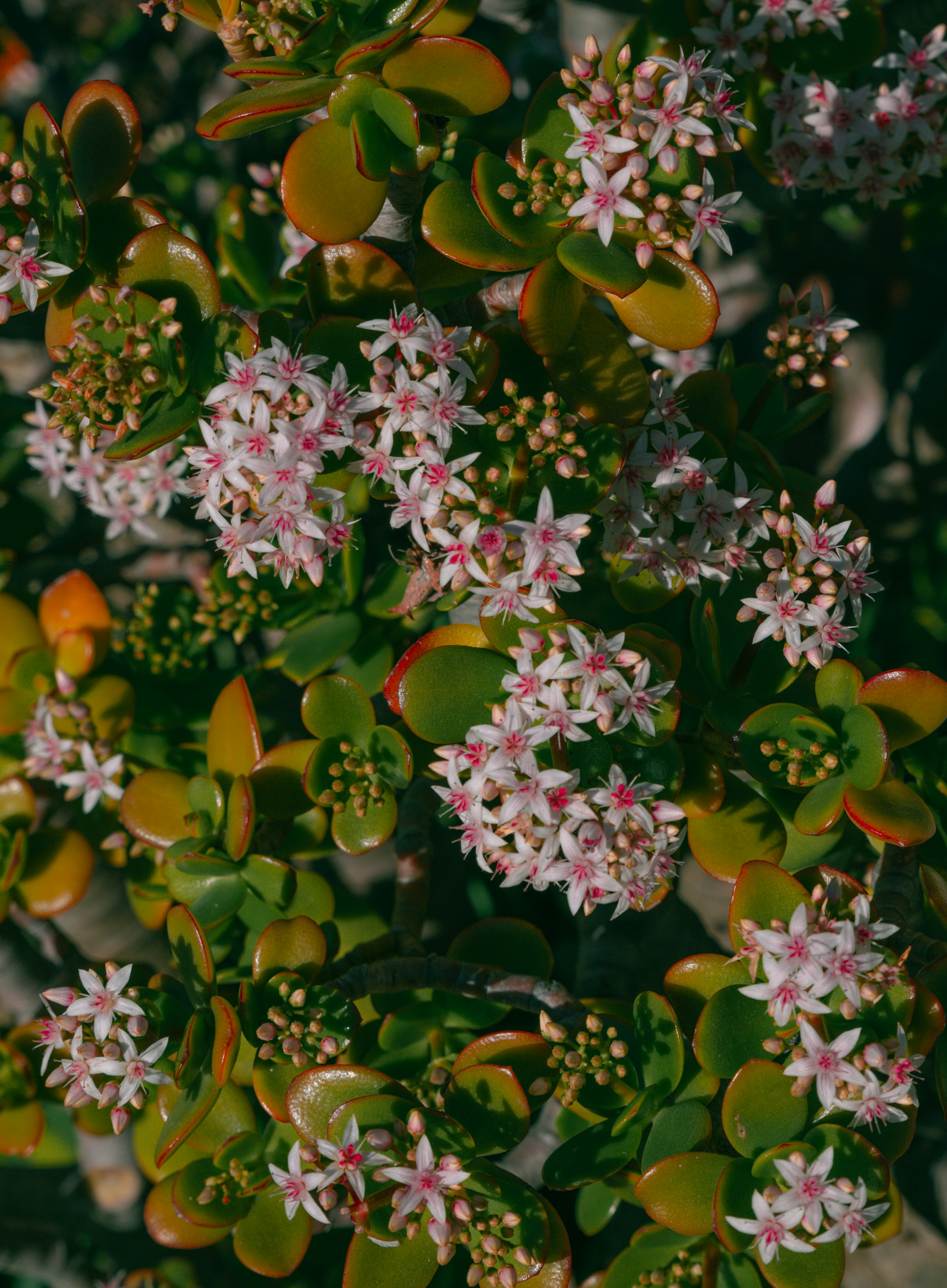 Photo by Renata Kiss with Nikon D750