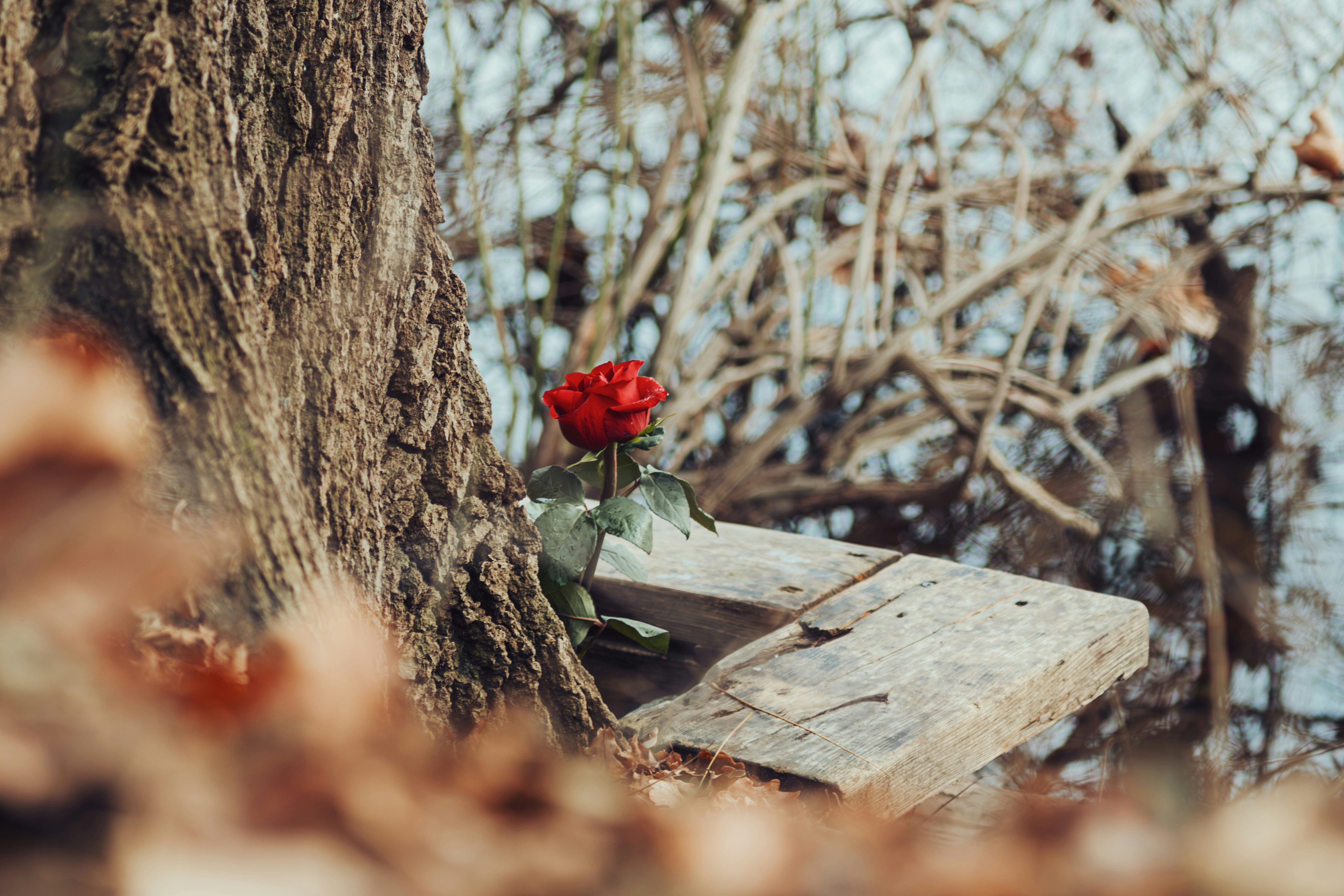 Red Rose Emerges from Weathered Wood and Bark