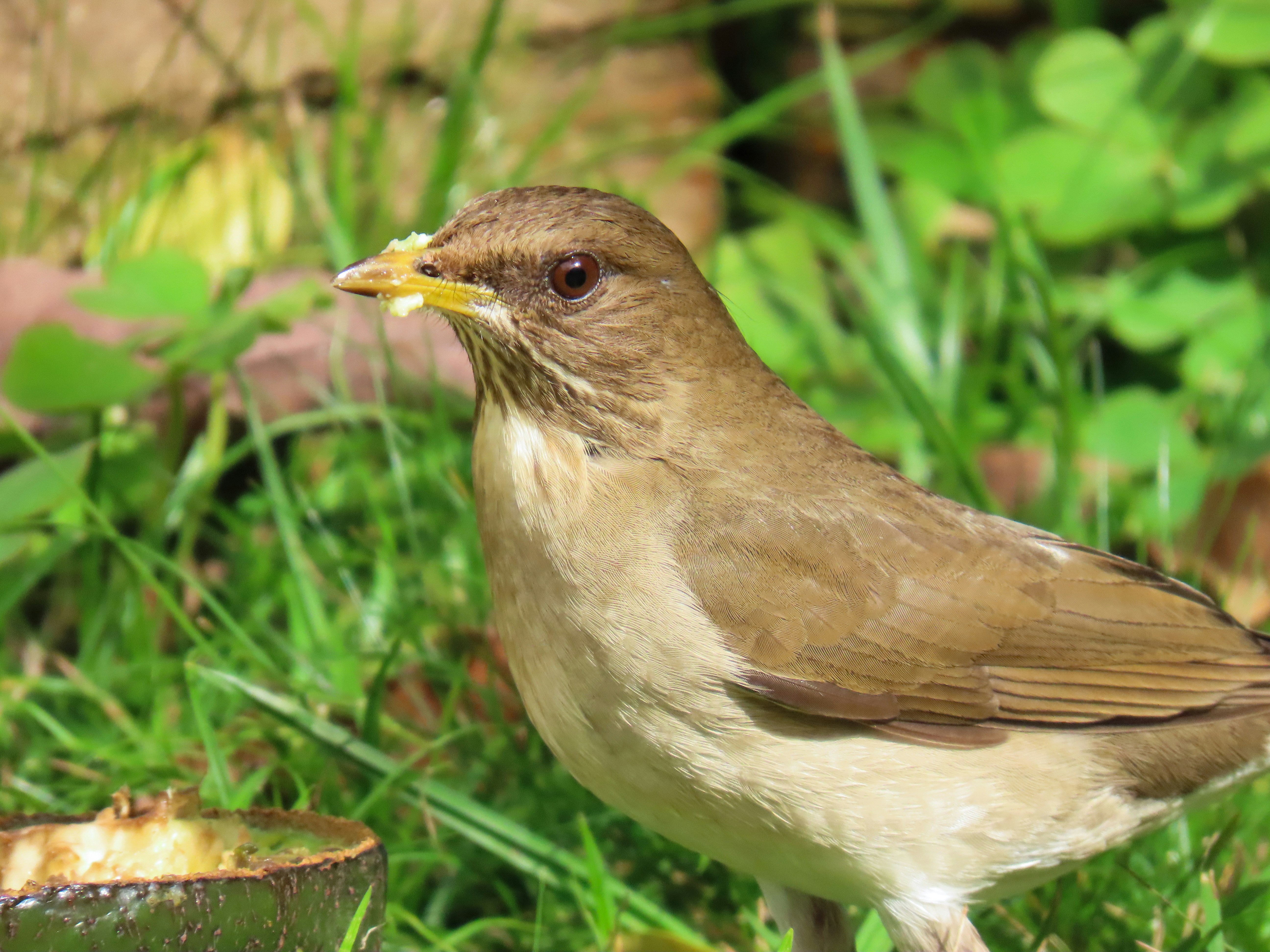 Sabiá-poca/Creamy-bellied Thrush (Turdus amaurochalinus)