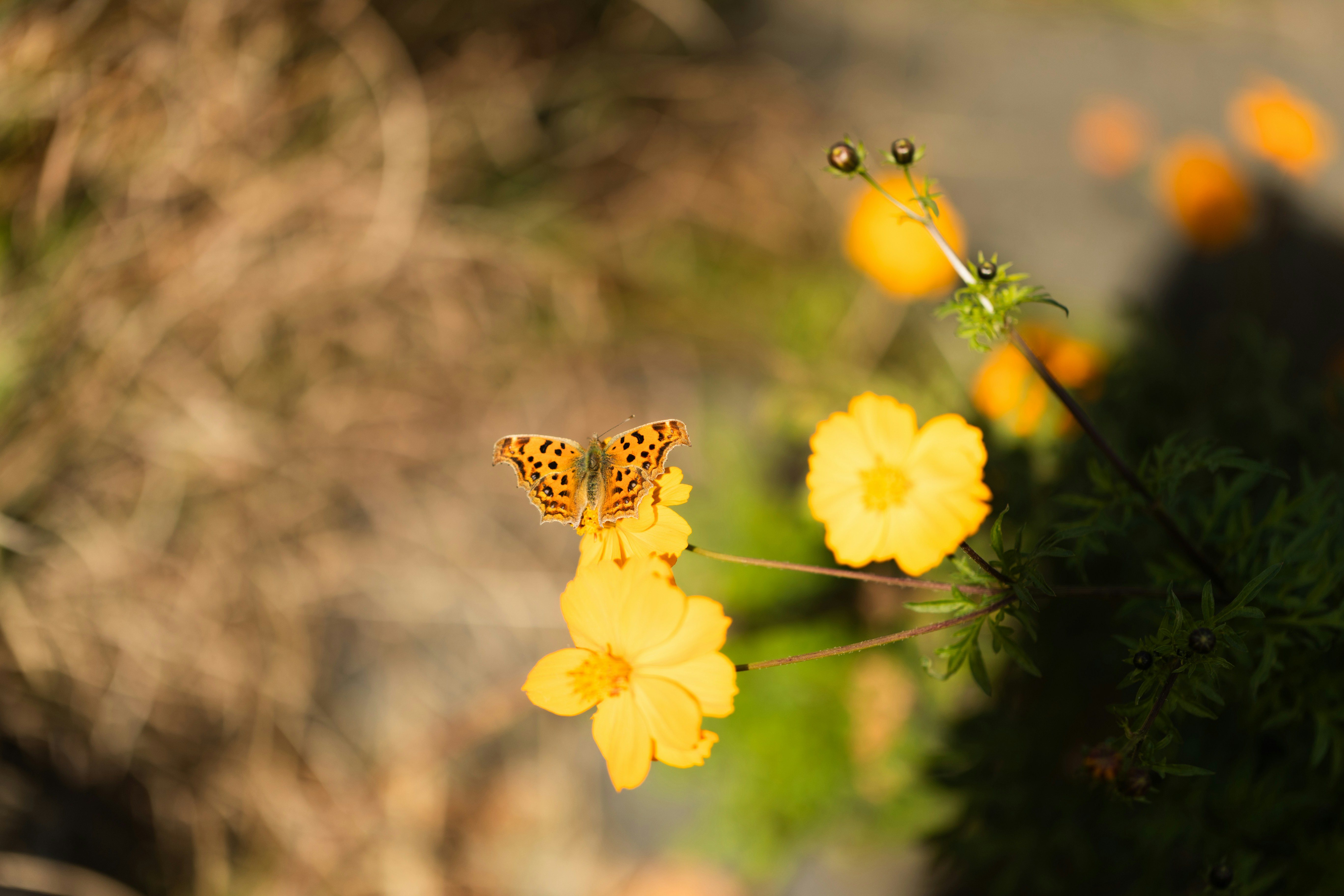 Butterfly at the Sunlit Edge: A Yellow Bloom Moment