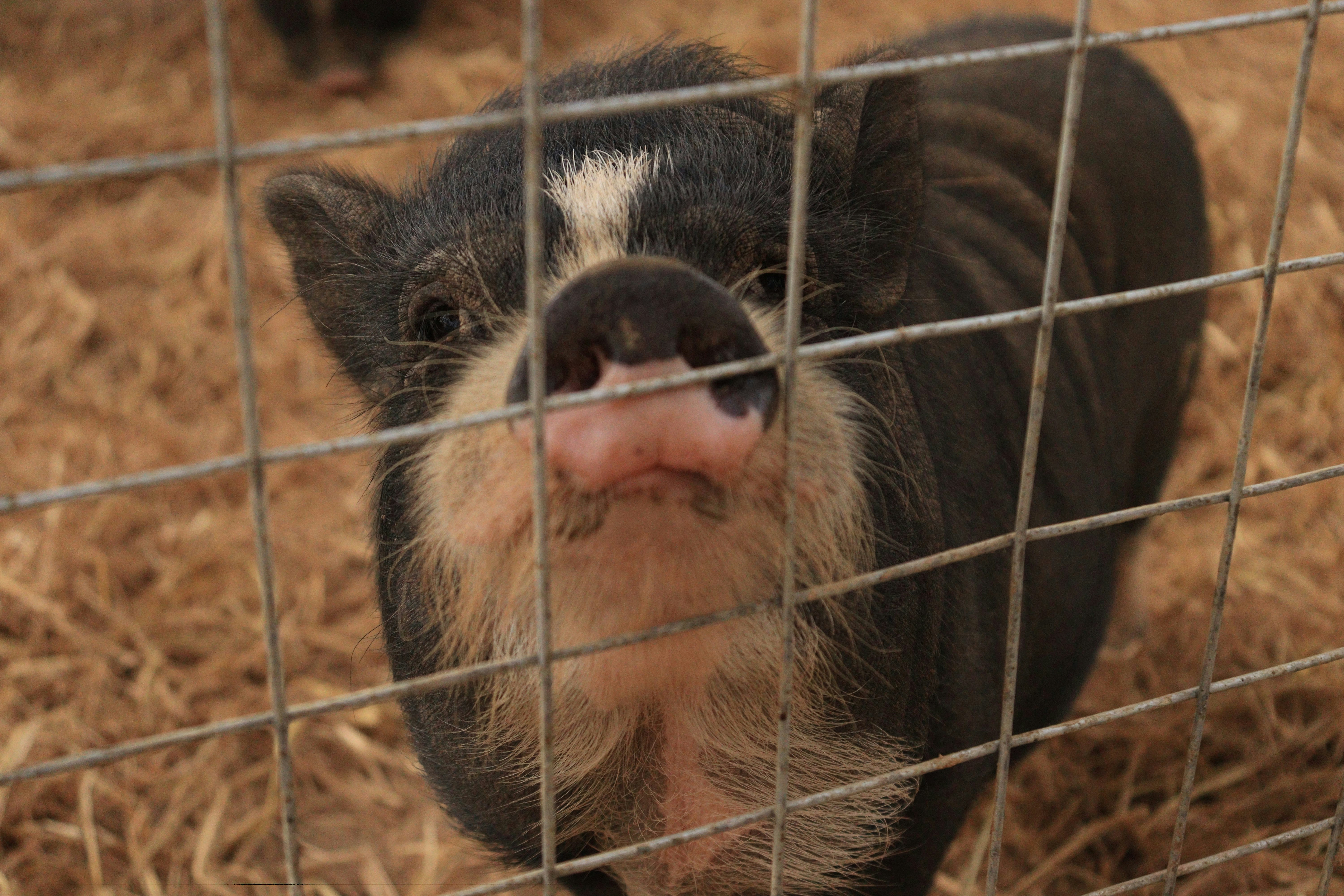 Curious Snout: A Piglet Pressing Its Nose Through the Fence