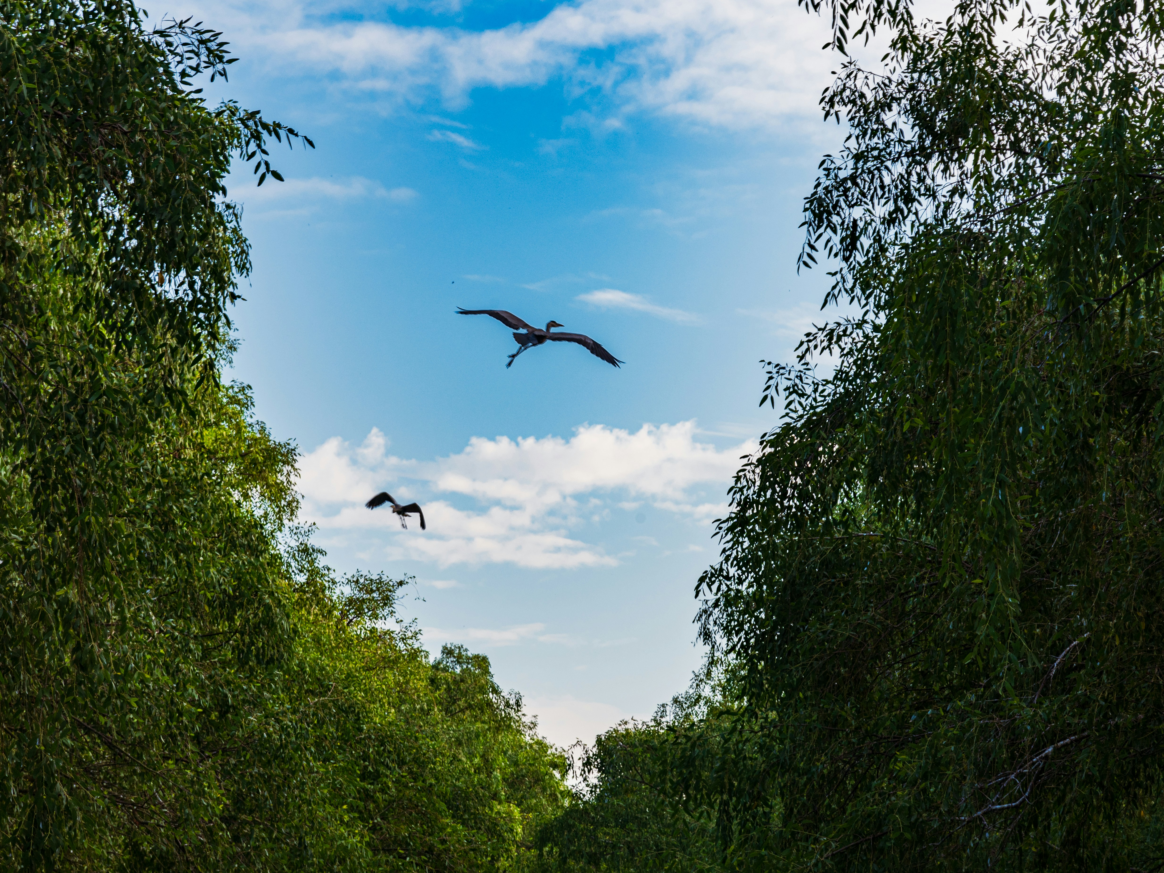 Midair Moment: Birds Soaring Above a Lush Green Corridor