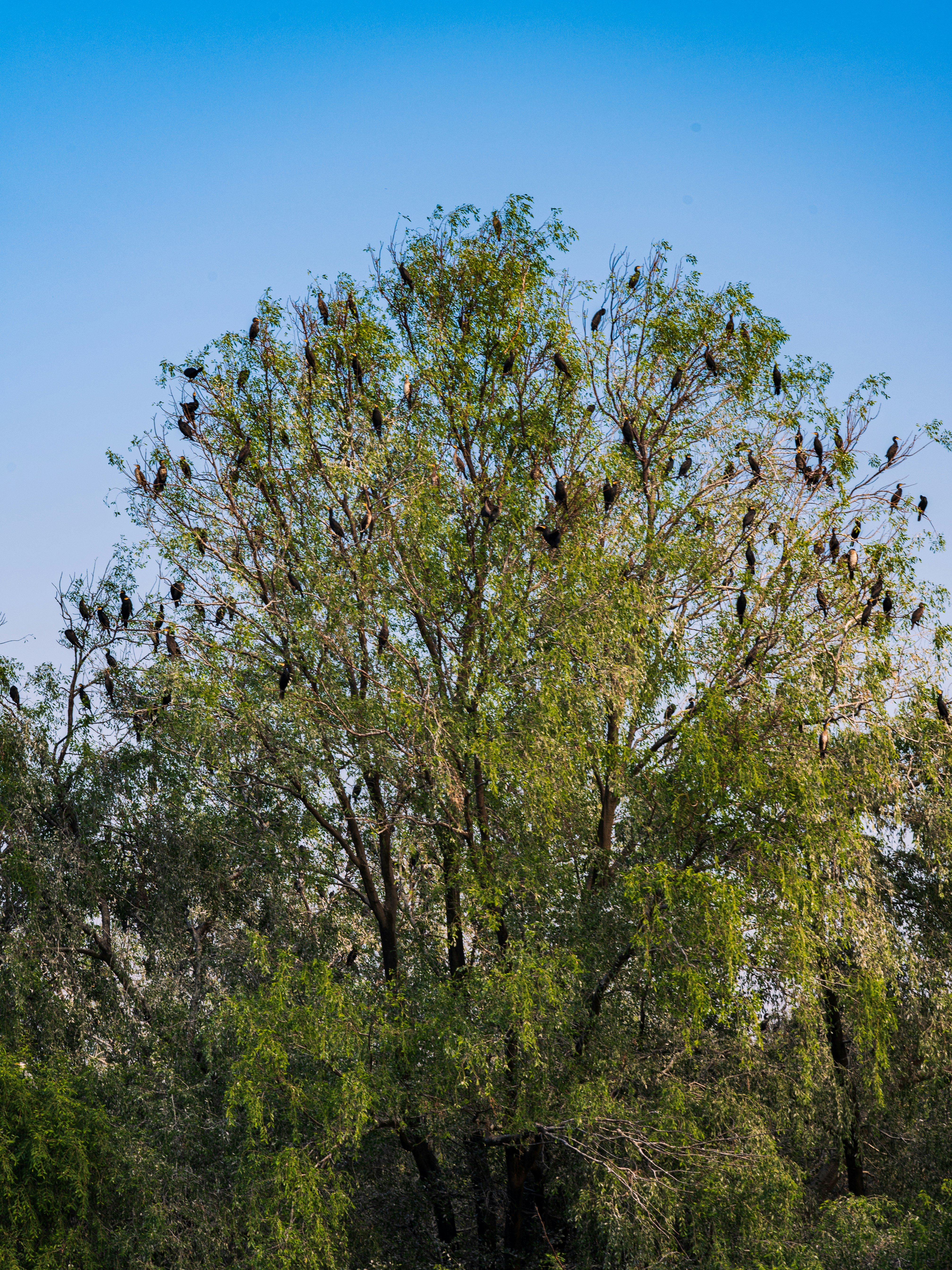 Muchas aves se posaron en un árbol grande foto – Imagen de Vida ...
