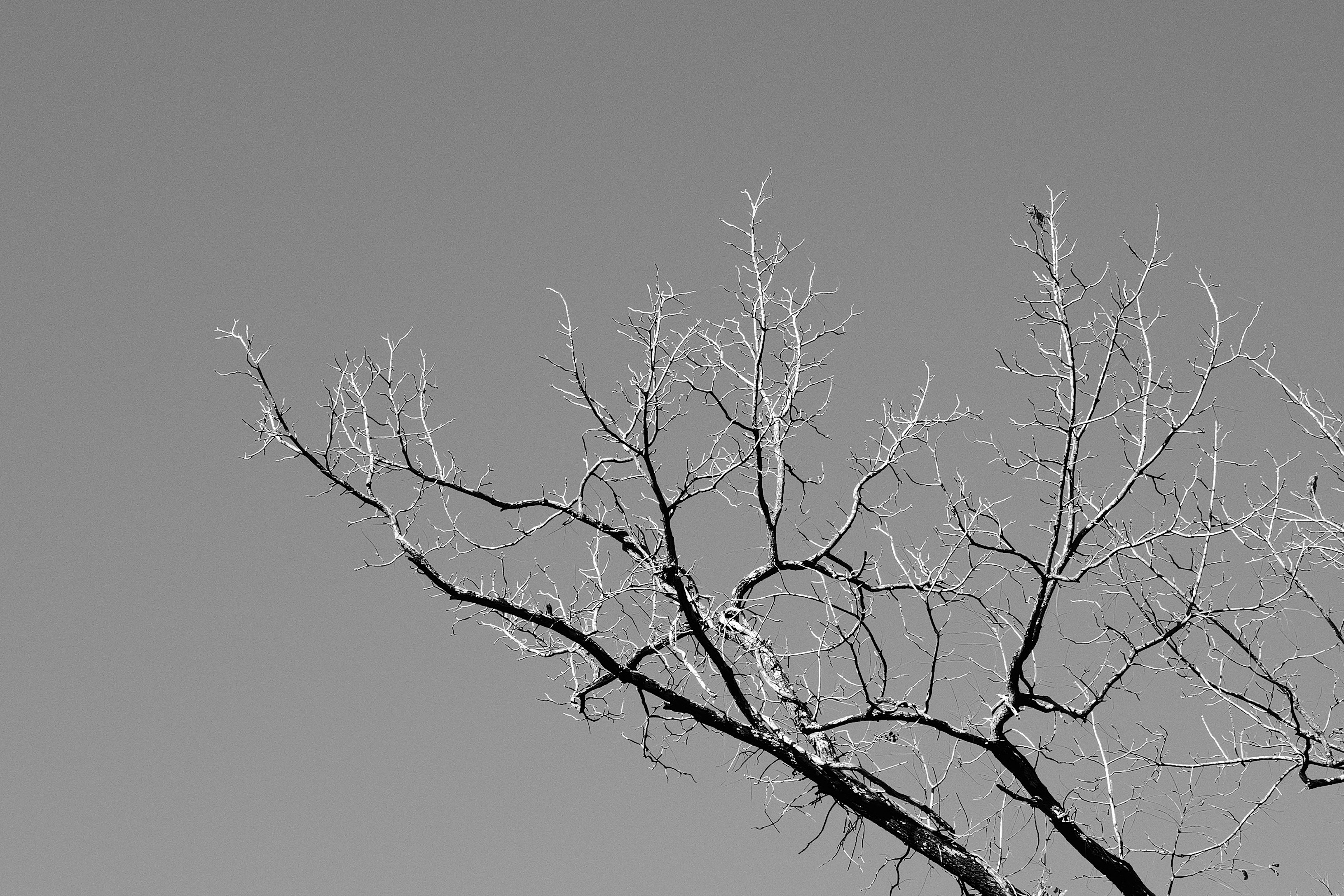 Bare branches of a tree against a clear sky photo – Free Monochrome ...