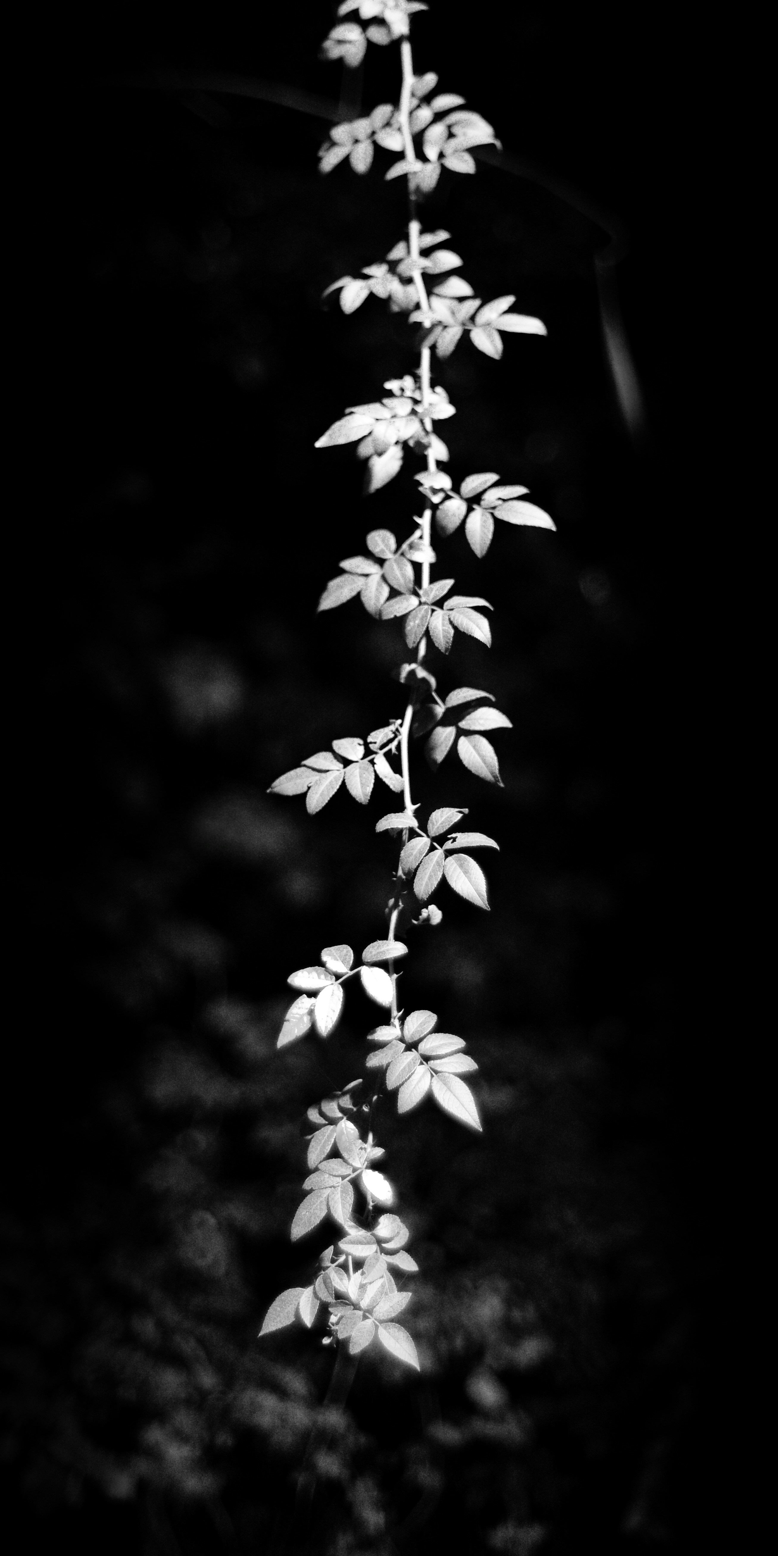 Photo by _zash_ capturing with Leica M10