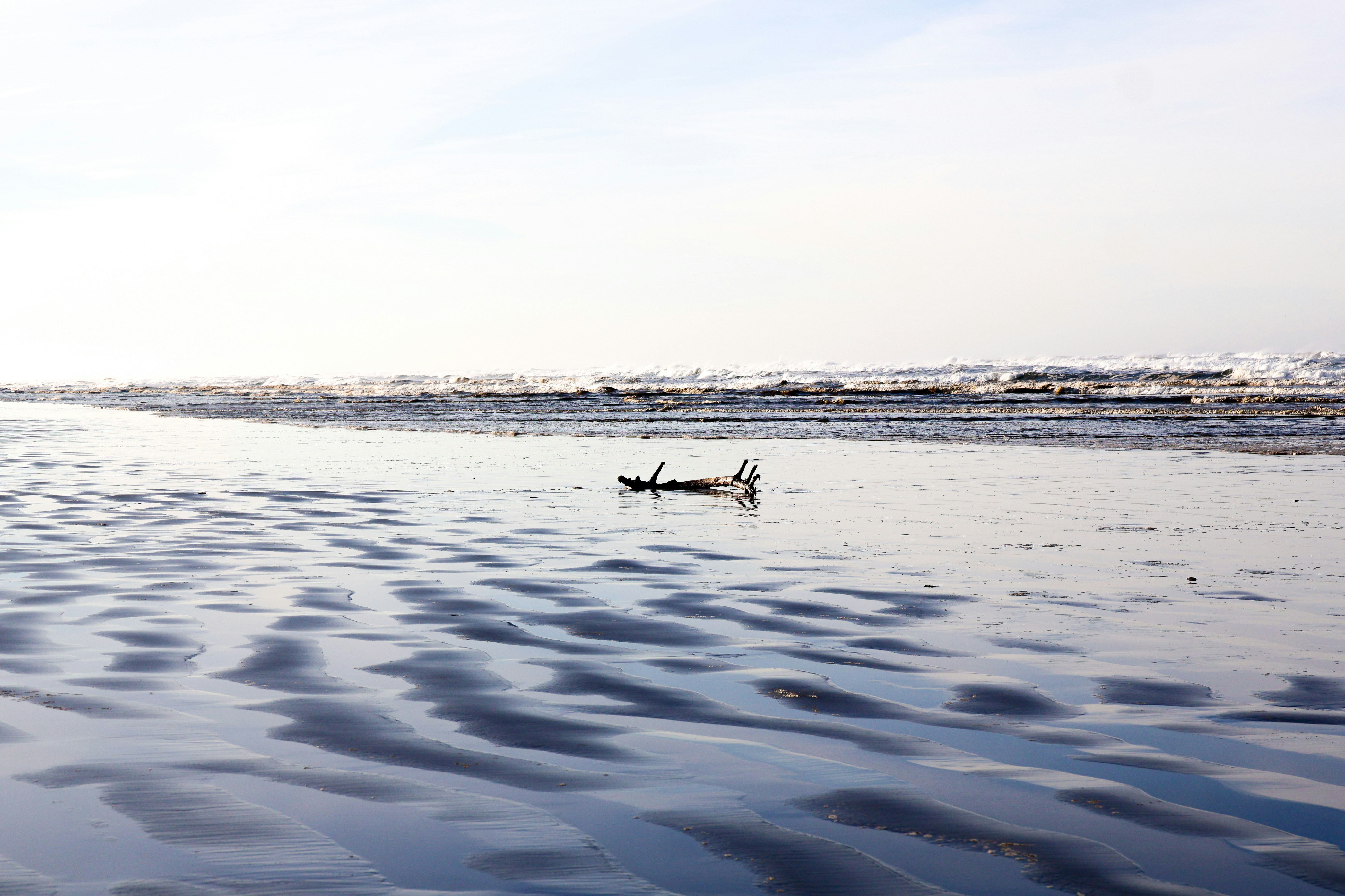 Driftwood on a Quiet Tidal Shore