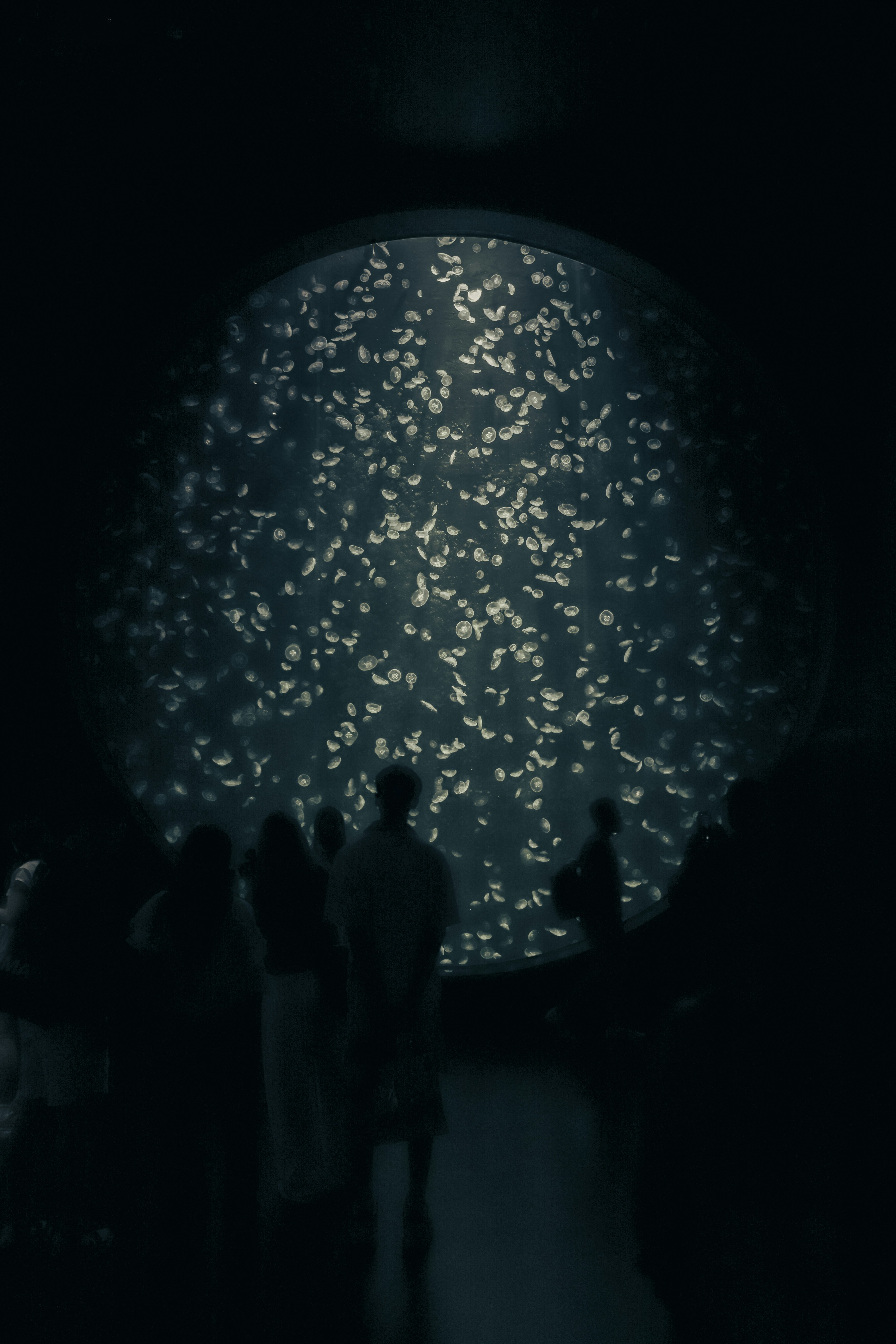 Circling Lights: Observers before a Ring of Jellyfish Enclosures