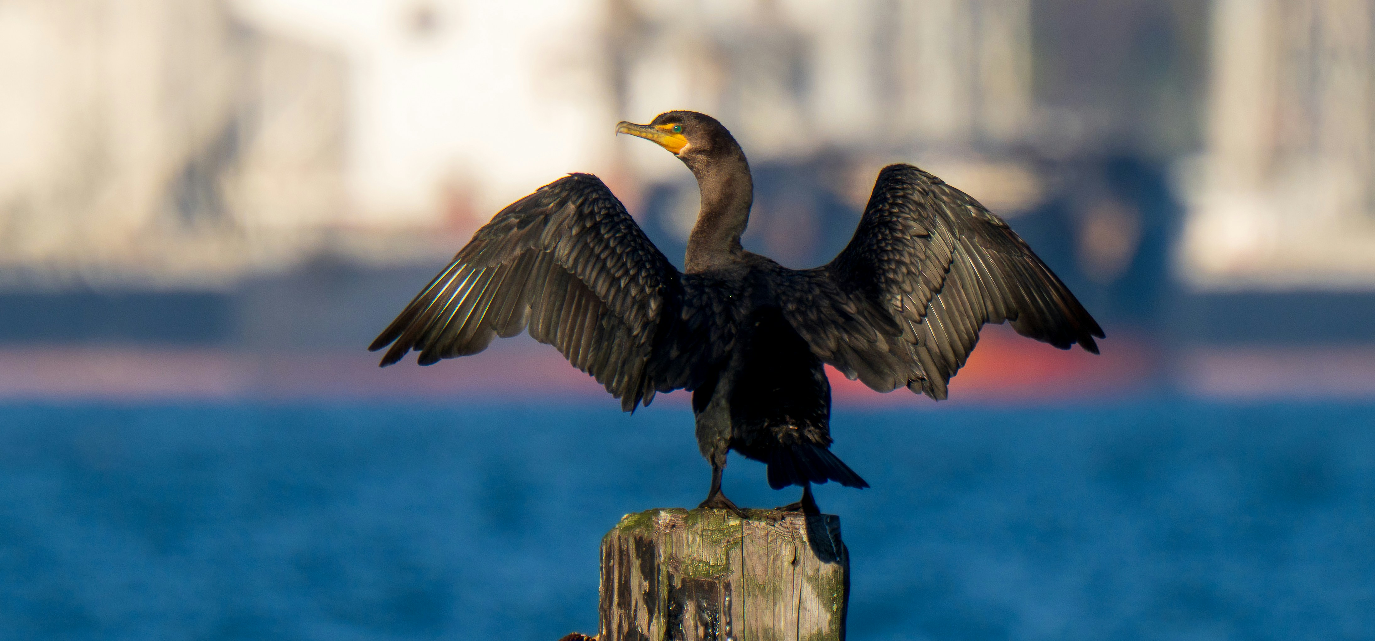 Photo by Jeremy Mowery with Nikon Z7 II